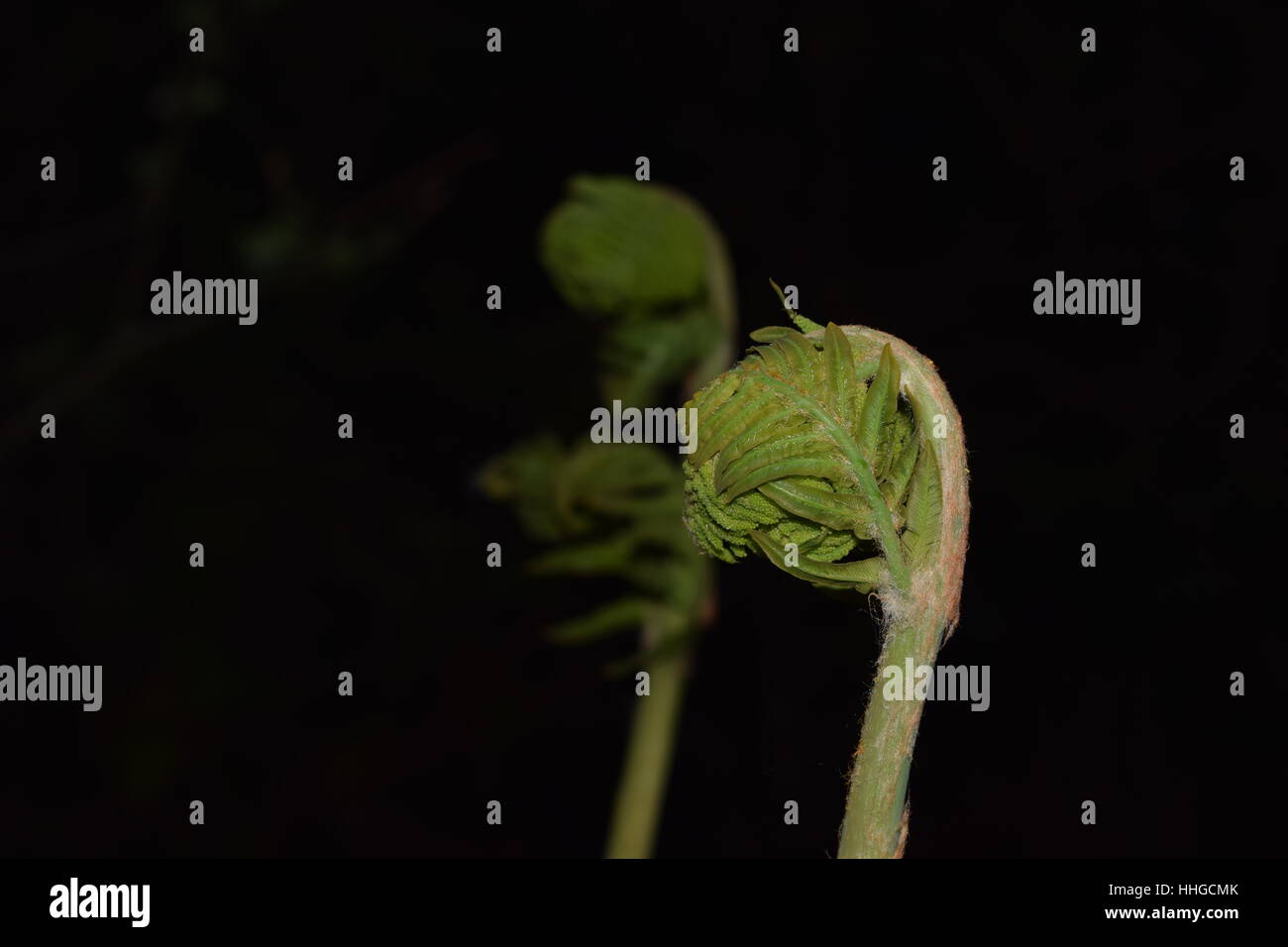 Furled frond hi-res stock photography and images - Alamy
