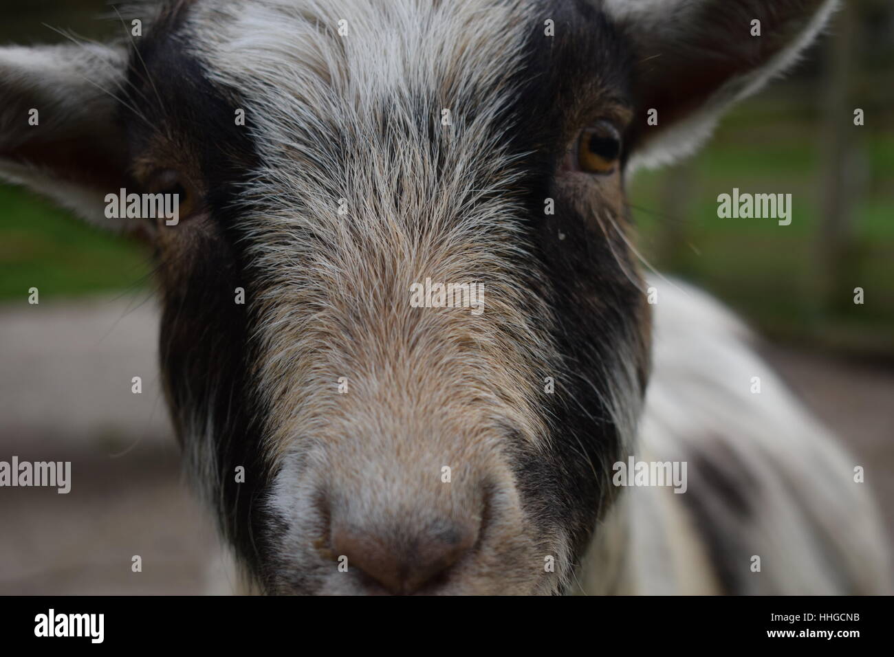 Domestic pygmy goats hi-res stock photography and images - Alamy