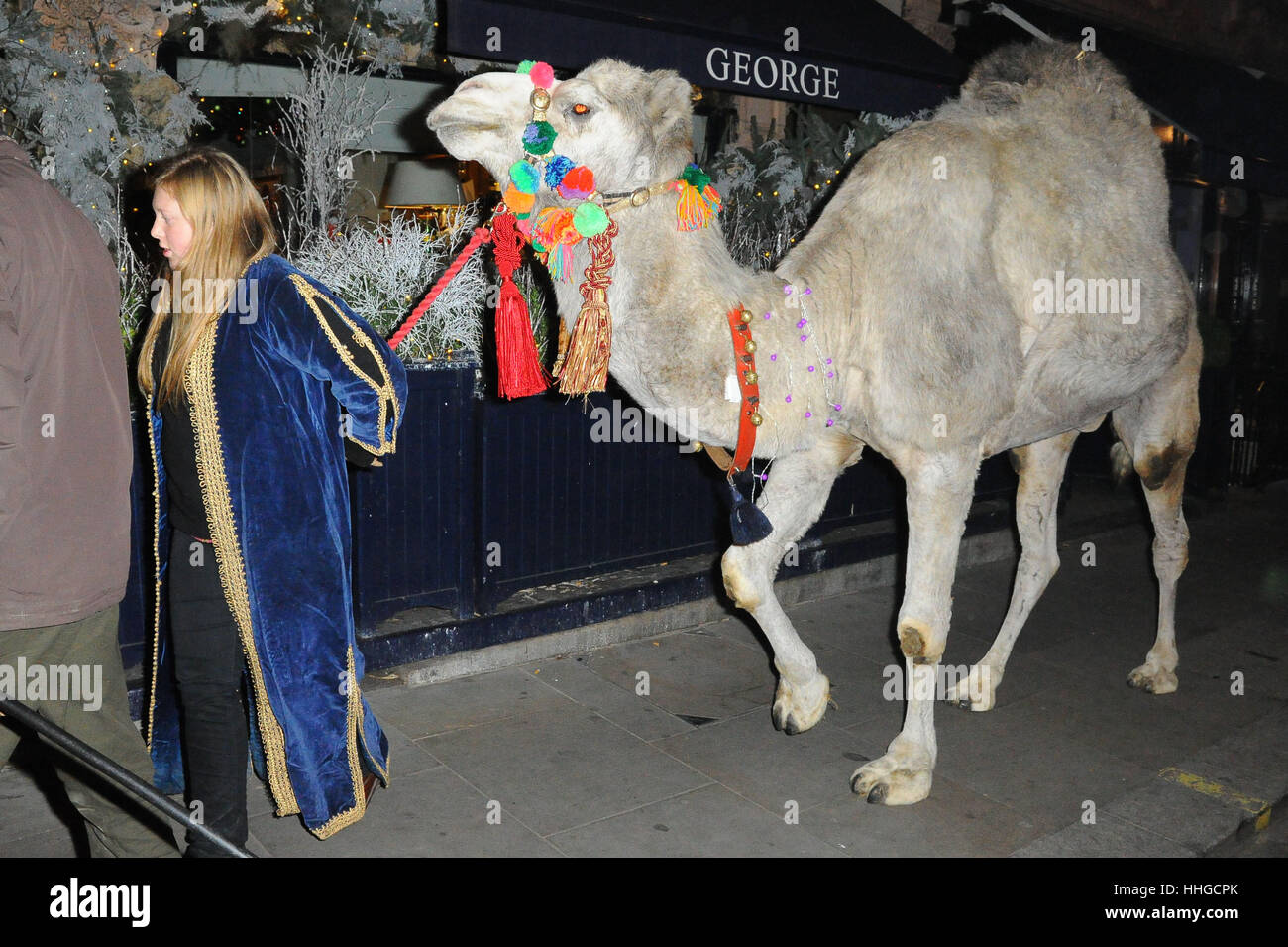A camel at the Love Magazine Christmas Party, at the George club on ...
