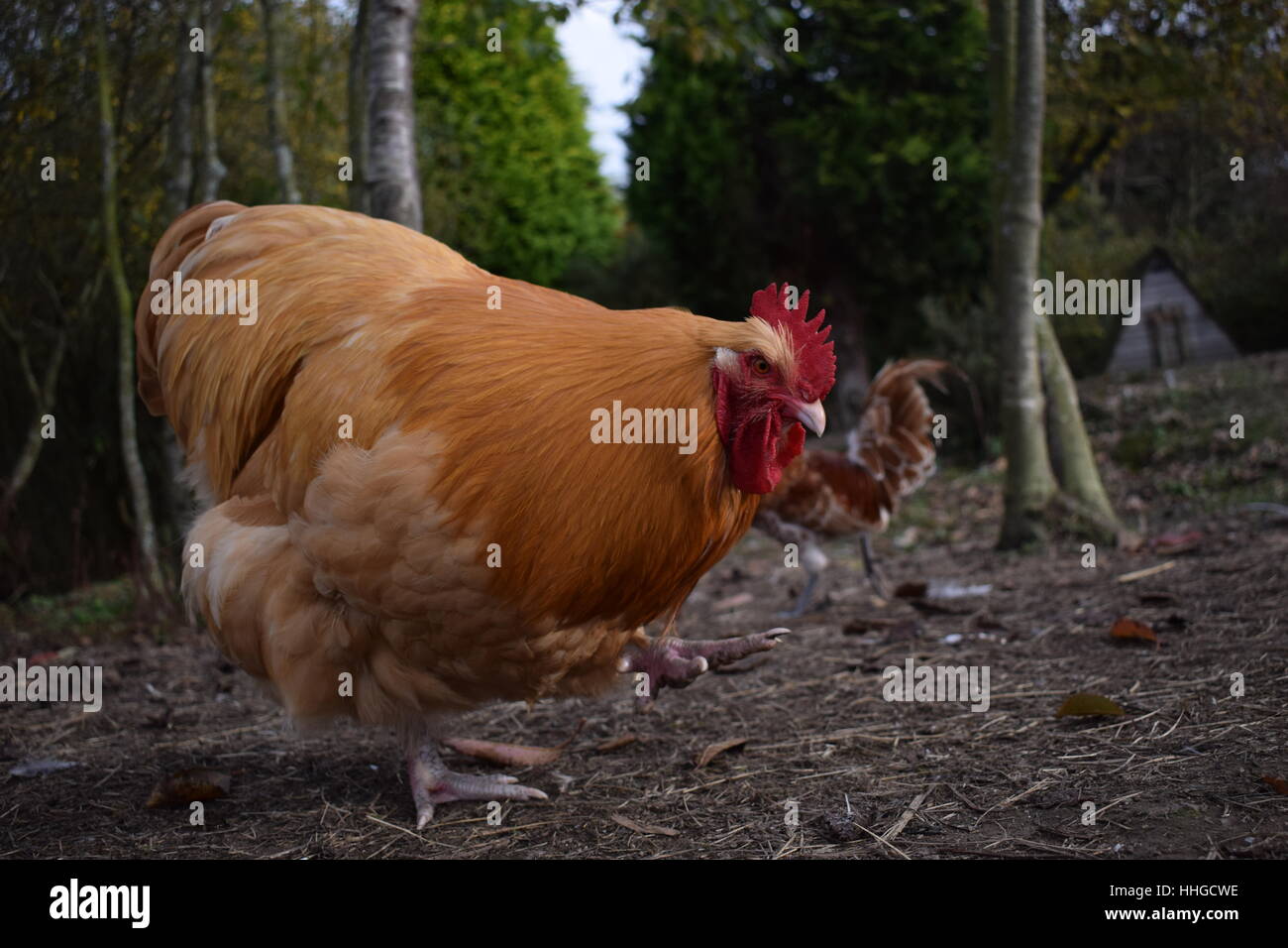 Buff Orpington cockerel Stock Photo - Alamy