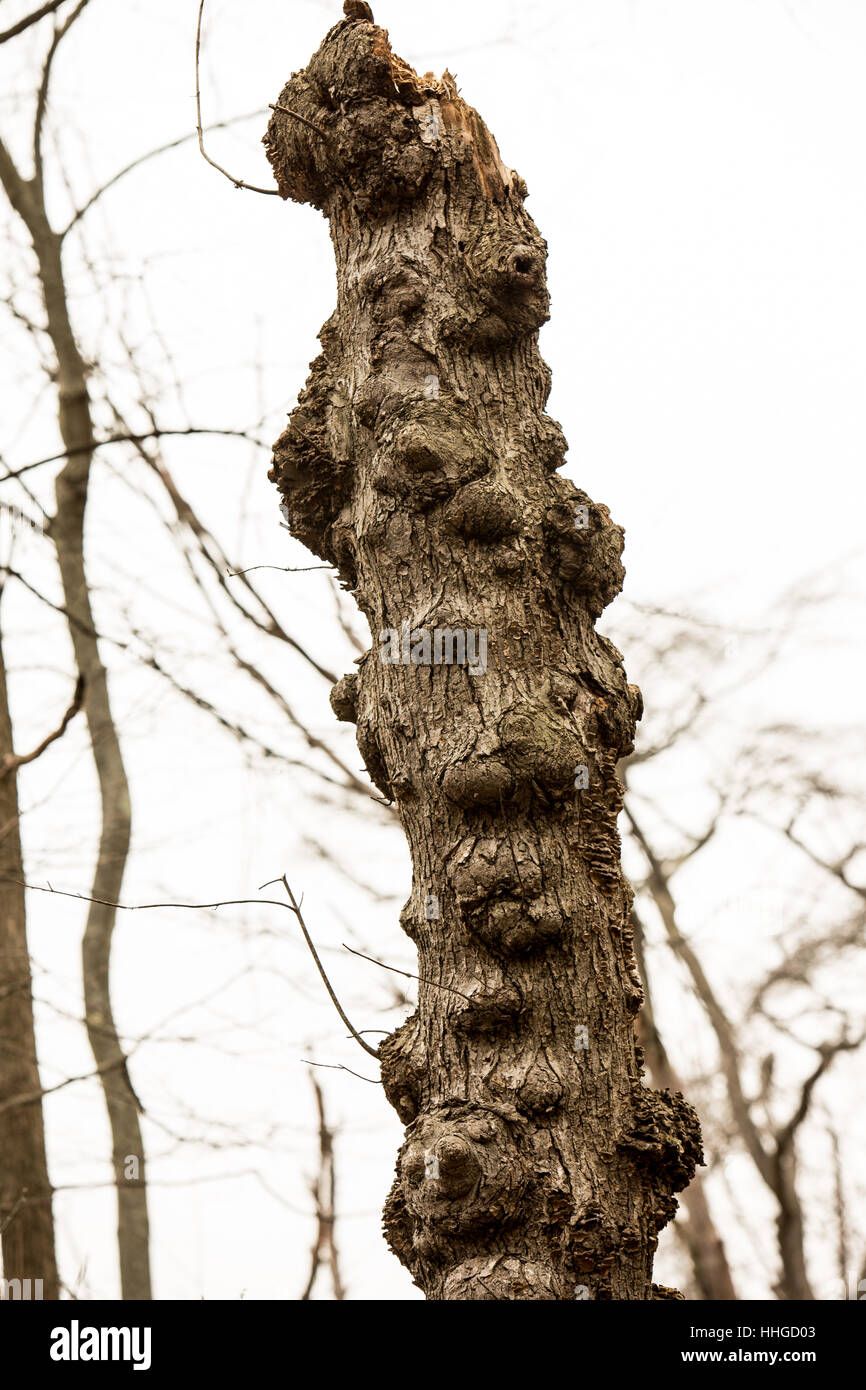 Deformed bumpy tree stump with texture Stock Photo - Alamy