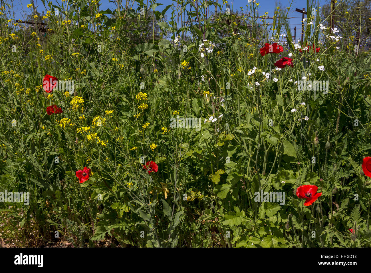 California poppy, California poppies, red poppy flowers, wildflowers ...
