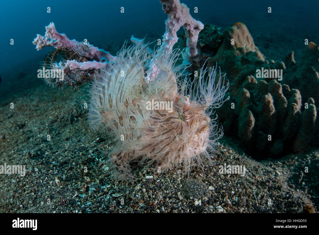 A well-camouflaged Hairy frogfish (Antennarius striatus) lies in wait ...