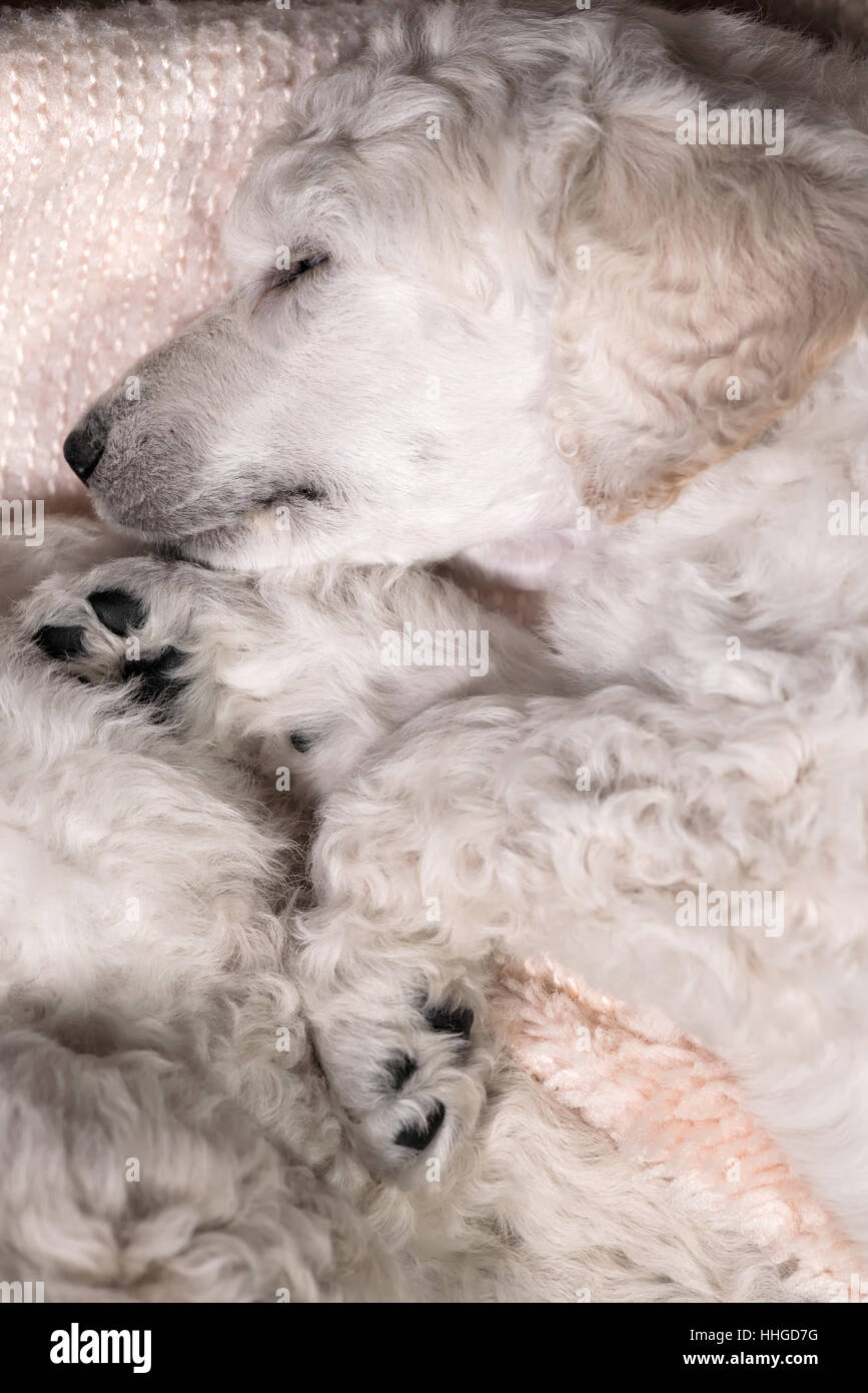 Curly poodle hair hi-res stock photography and images - Alamy