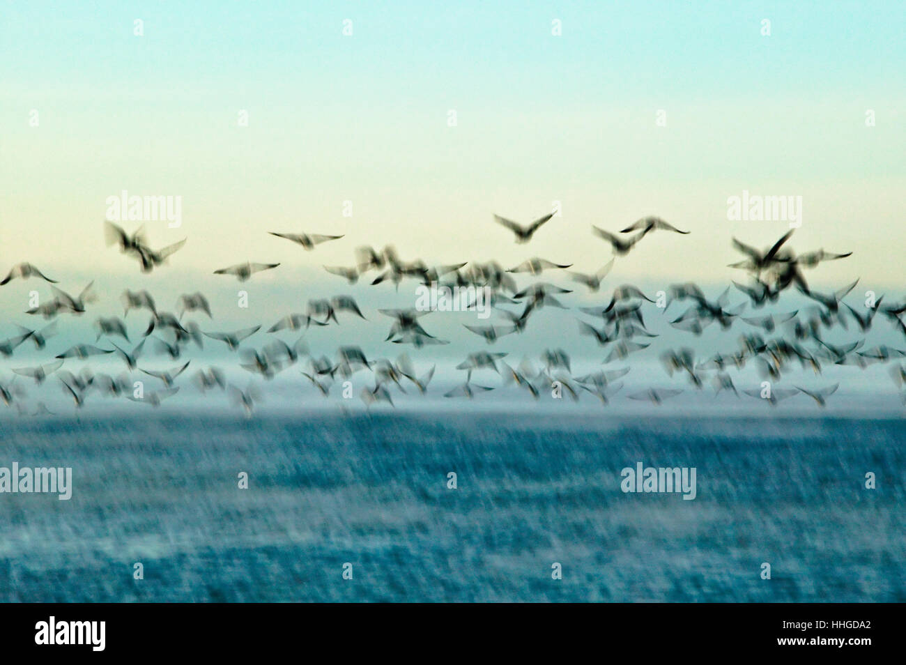 Blurred image of birds in flight above lake in early morning Stock ...