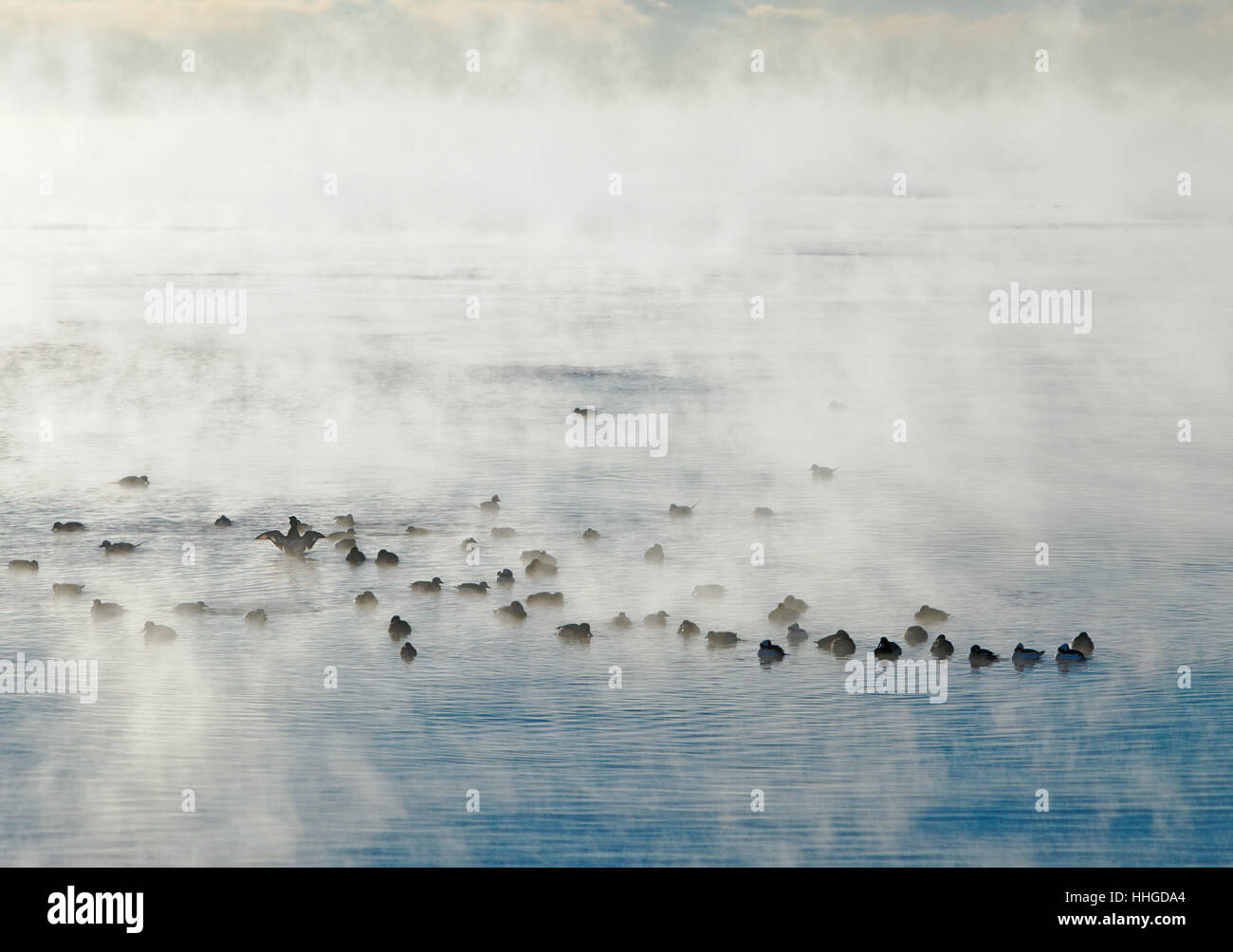 A crowd of birds hi-res stock photography and images - Alamy