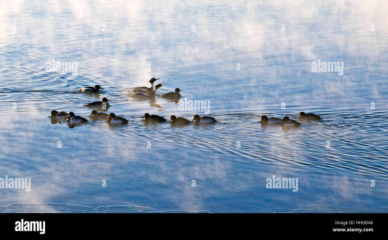 Early morning on cold hi-res stock photography and images - Alamy