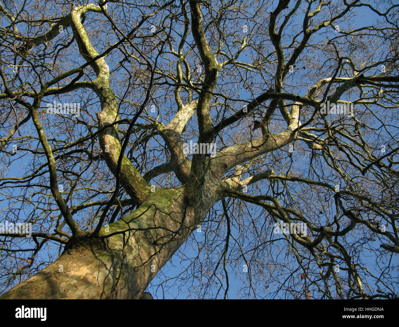 Plane Tree, Hyde Park, London Stock Photo - Alamy