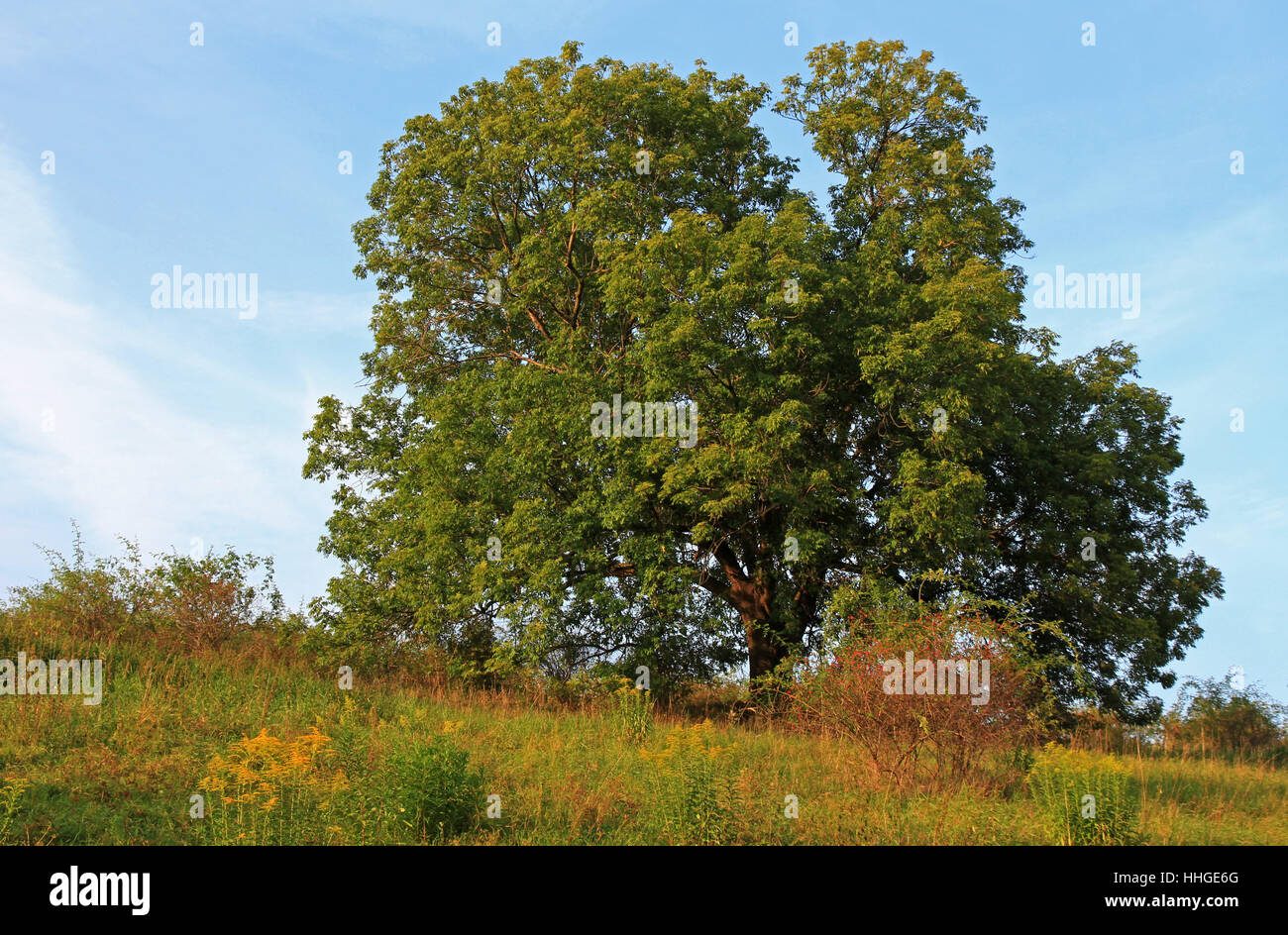 tree, leaves, haws, head of a tree, ash, meadow, scenery, countryside ...