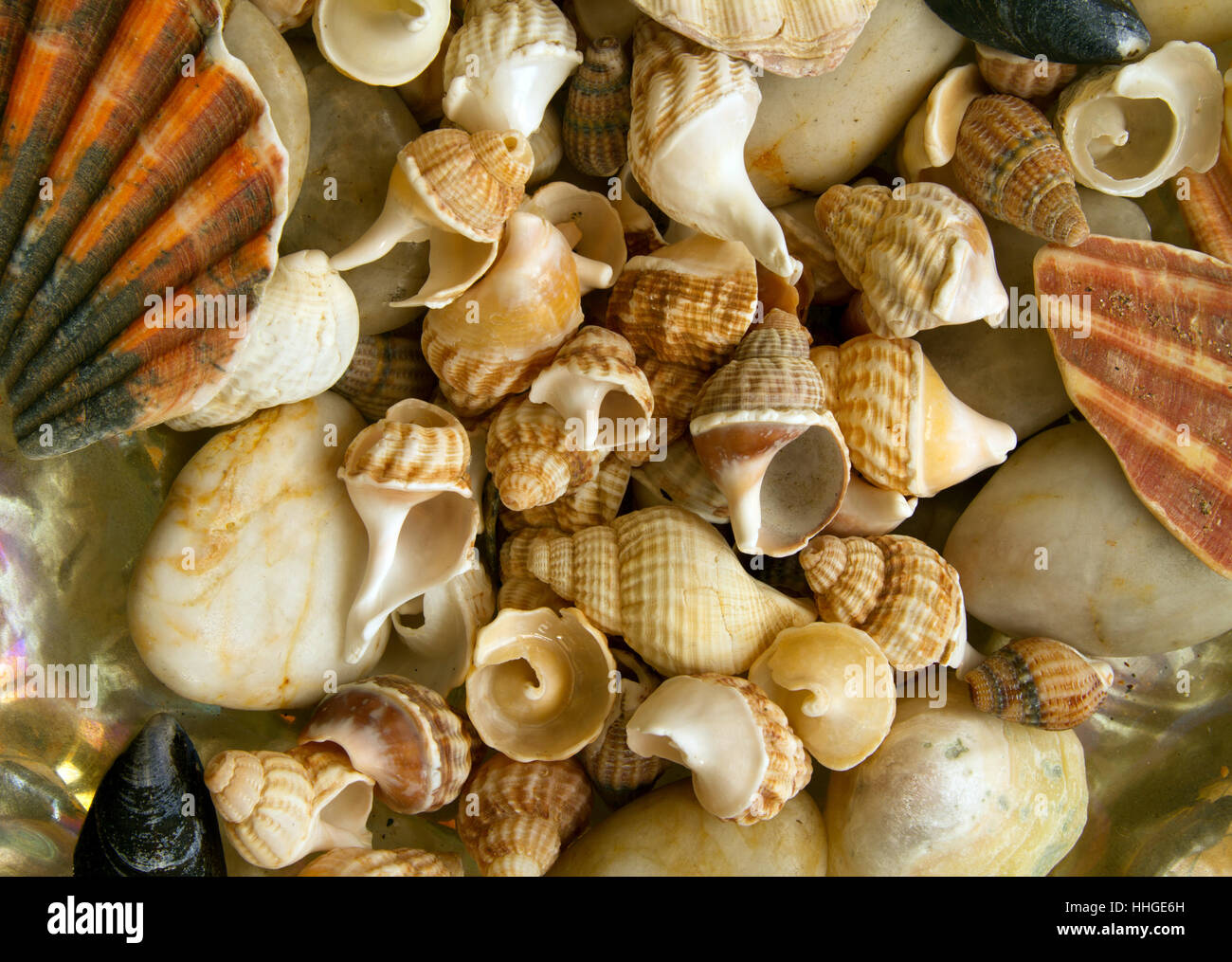 pebbles, shells, mussels, stone, turn, twirl, coloured, colourful ...