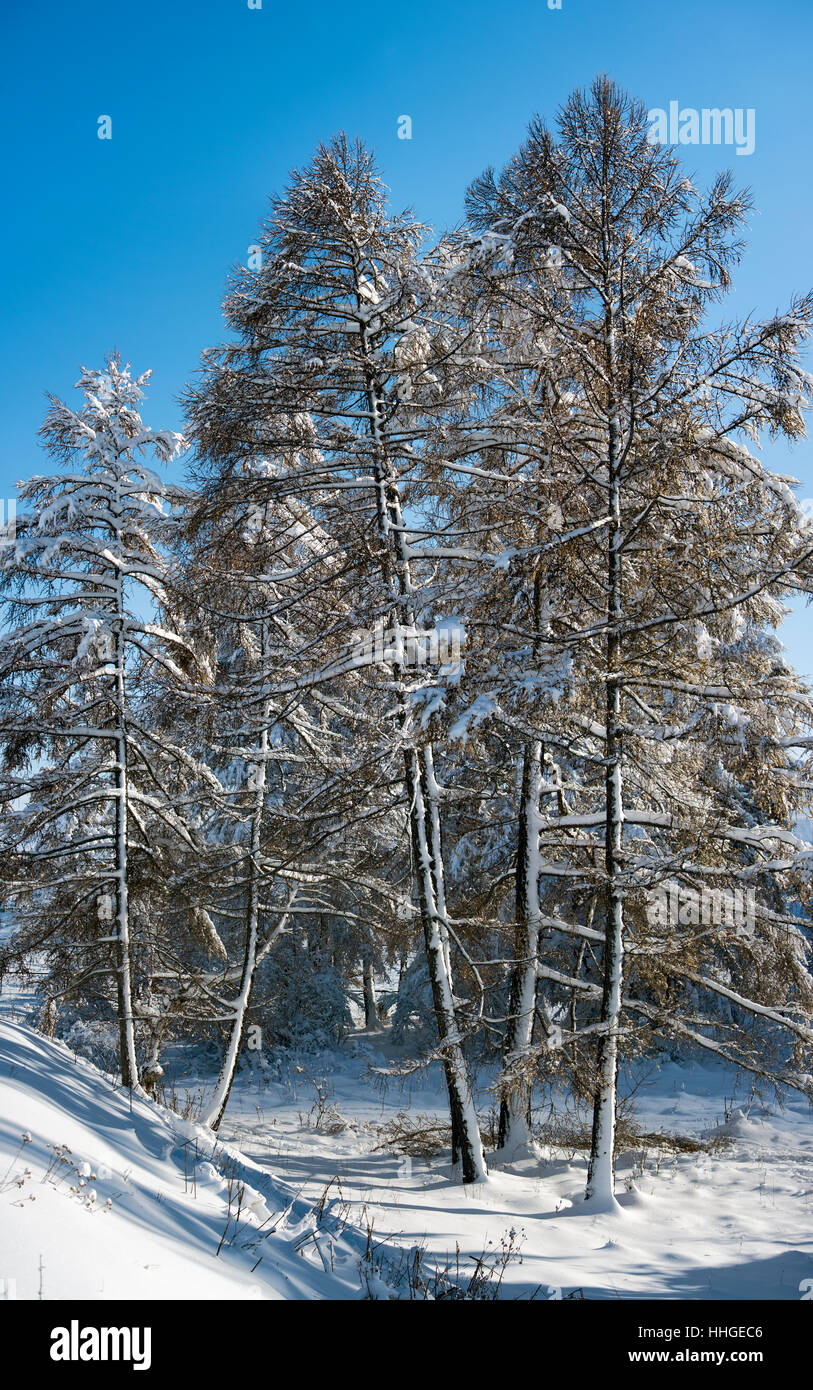 Snow covered larch and fir trees in the highlands. The snow sparkles in ...