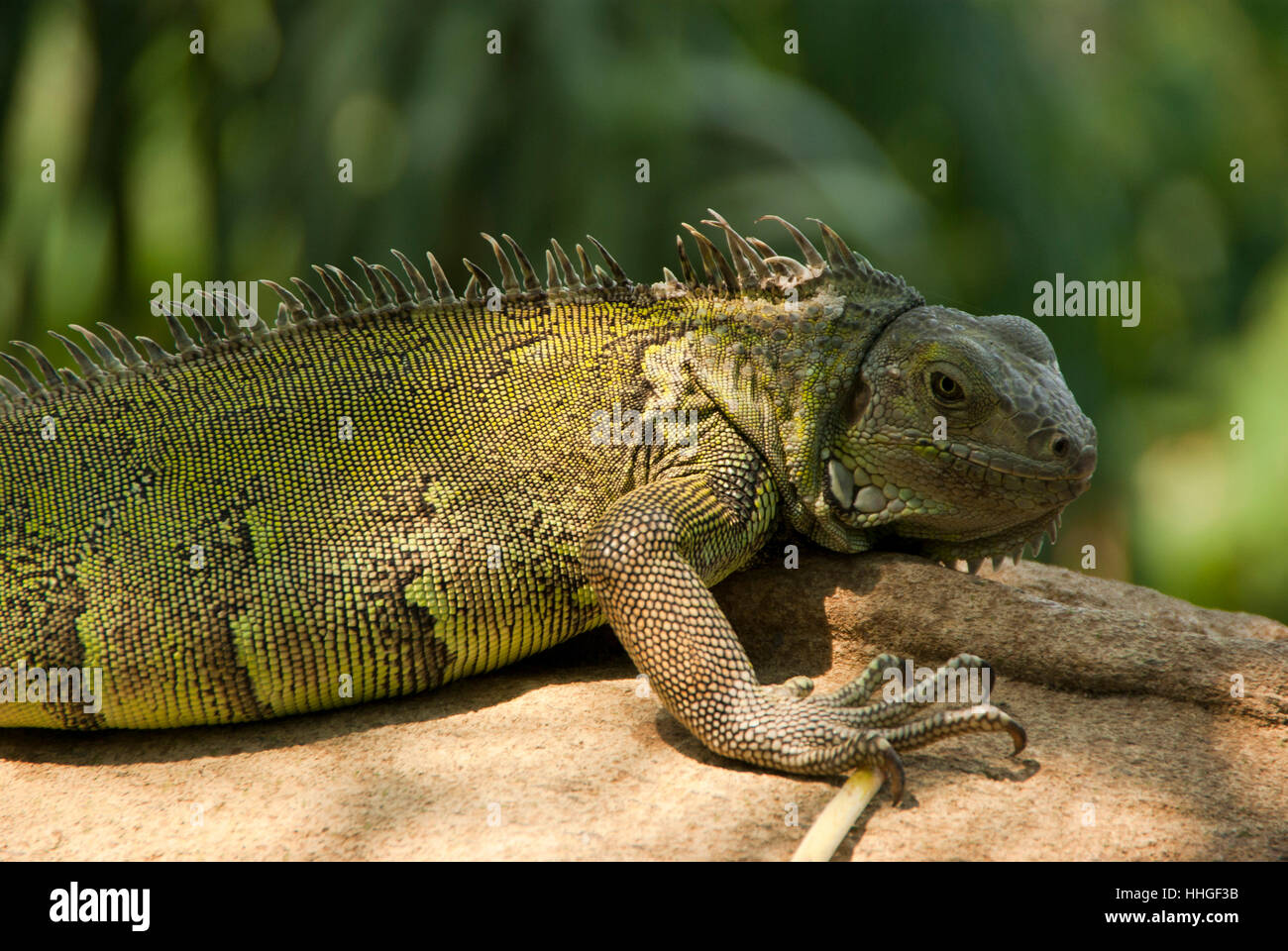 Gruener iguana hi-res stock photography and images - Alamy