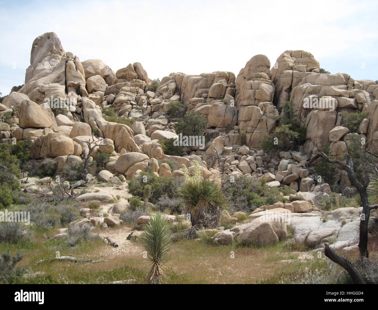 park, desert, wasteland, rock, california, cactus, sparse, stinted ...