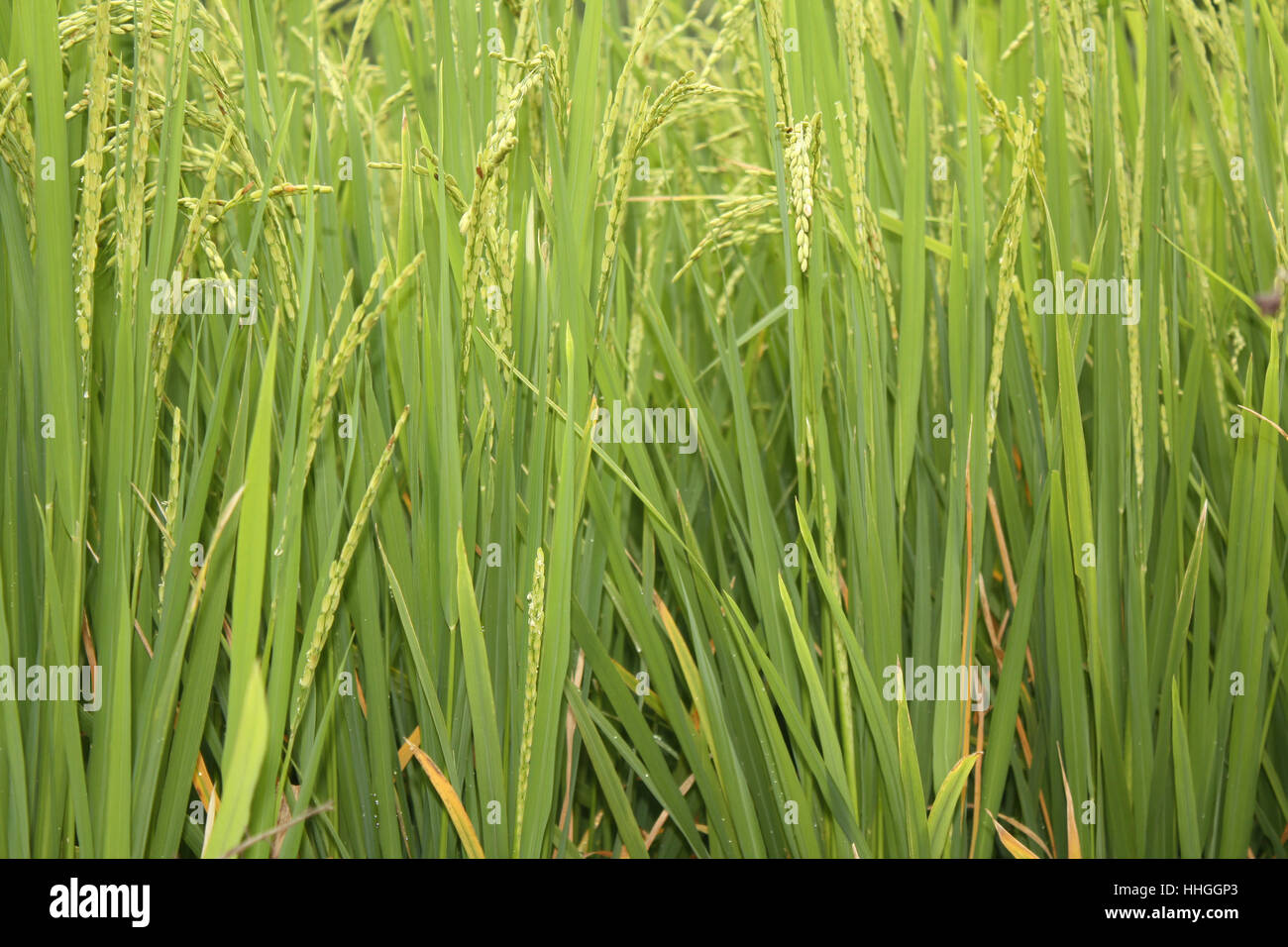 agriculture, farming, field, grain, harvest, farm, crops, vegetation ...