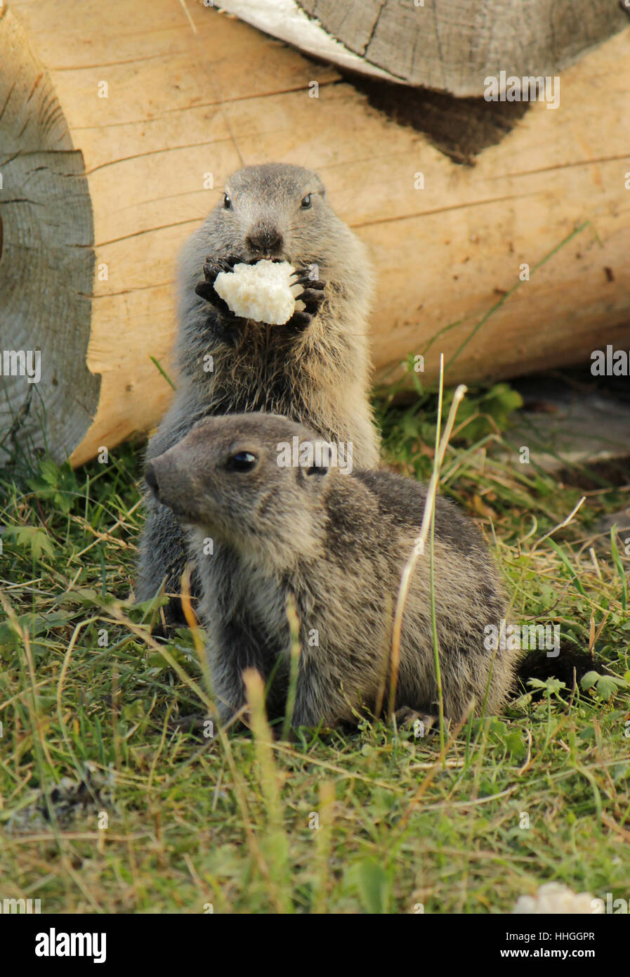 tree, animal, wood, ground, soil, earth, humus, brown, brownish ...