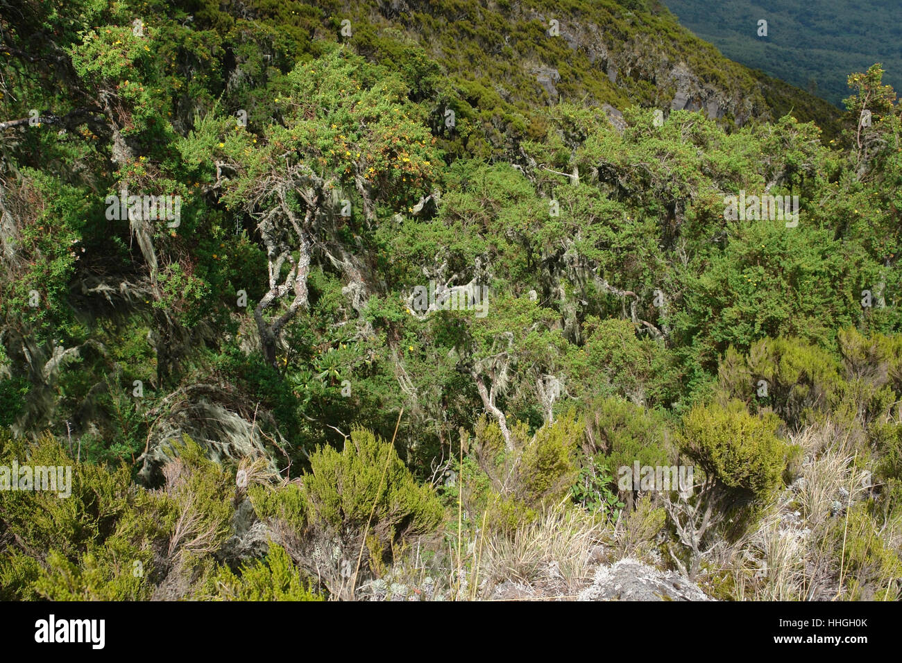 vegetation around mount muhabura Stock Photo - Alamy