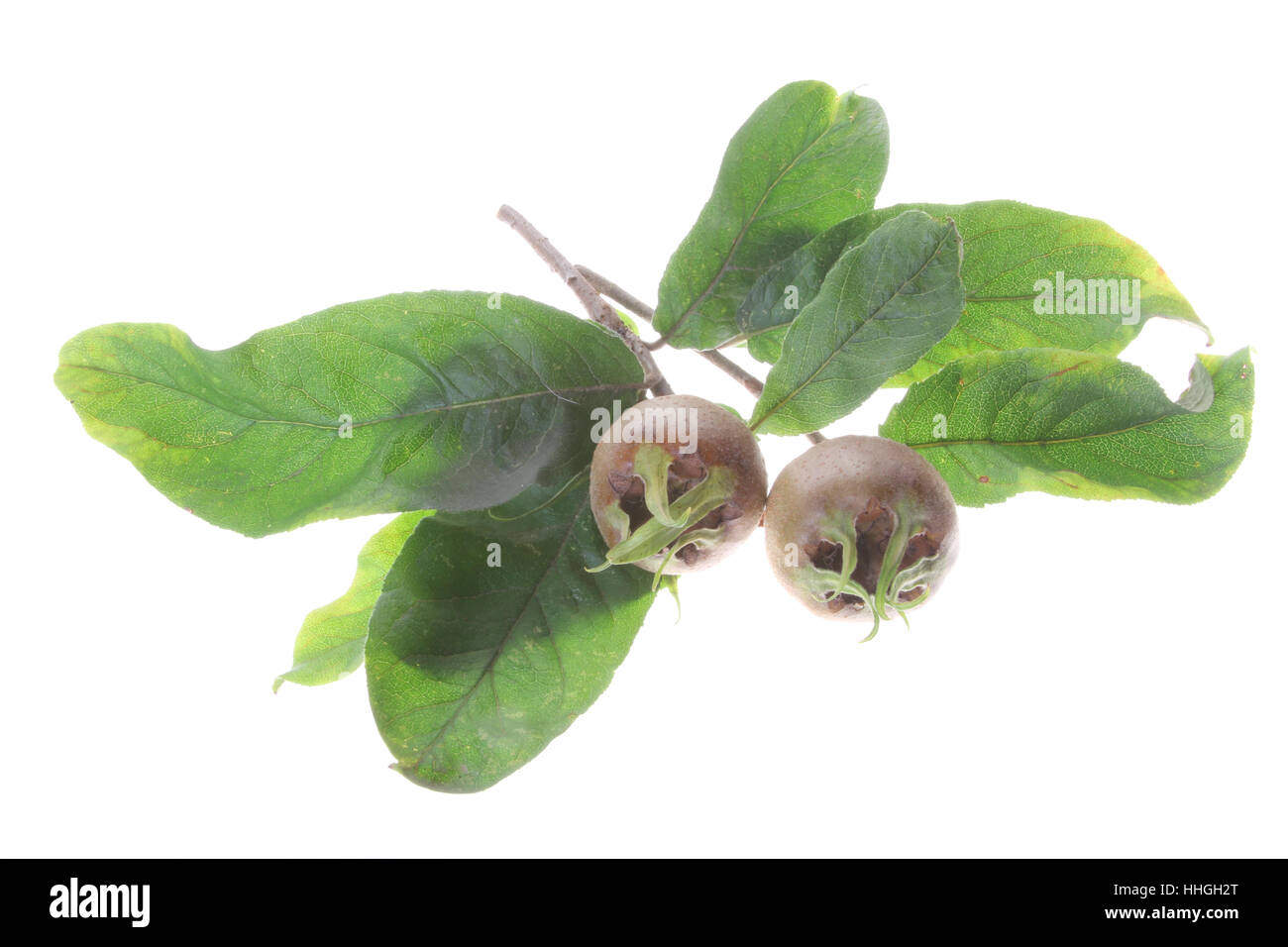 Medlar tree fruit mespilus Cut Out Stock Images & Pictures - Alamy