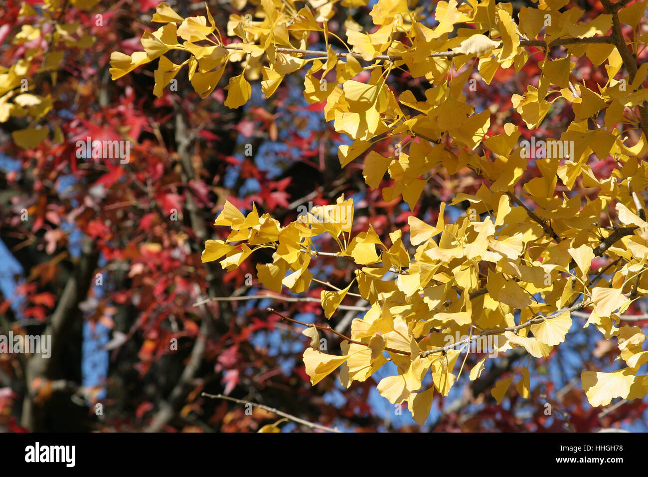 Gingko biloba autumn hi-res stock photography and images - Alamy