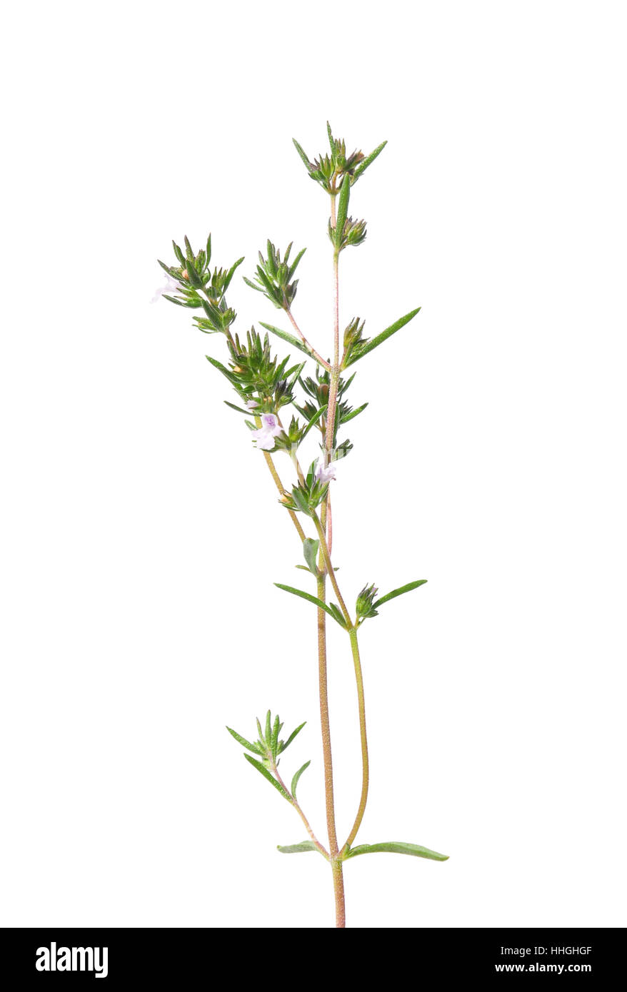 savory (satureja hortensis Stock Photo - Alamy