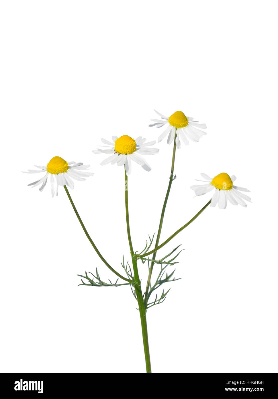 Echte Kamille (Matricaria chamomilla Stock Photo - Alamy