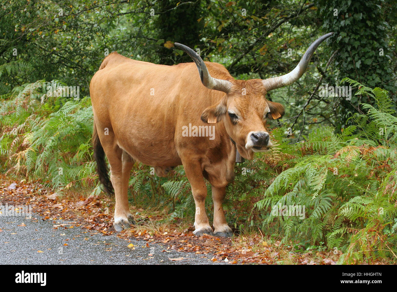Cachena cattle - breed from Portugal and Galicia Stock Photo - Alamy