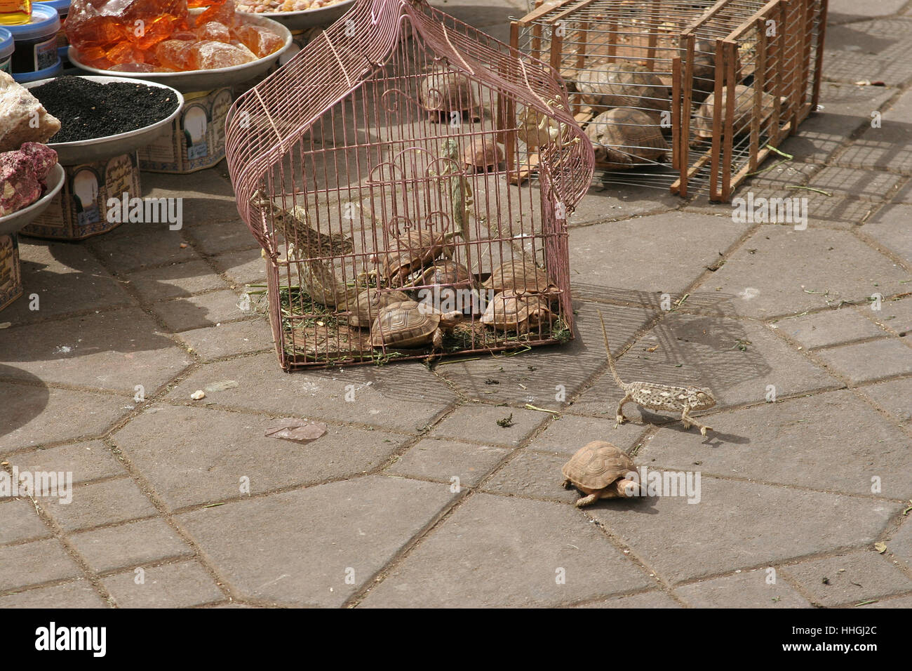 Illegal animals hi-res stock photography and images - Alamy