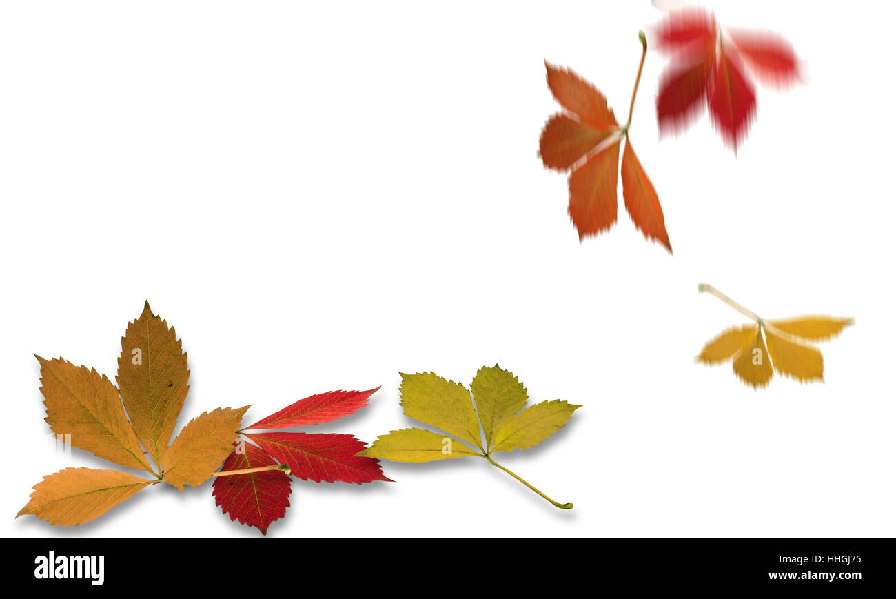 Leaves all down hi-res stock photography and images - Alamy