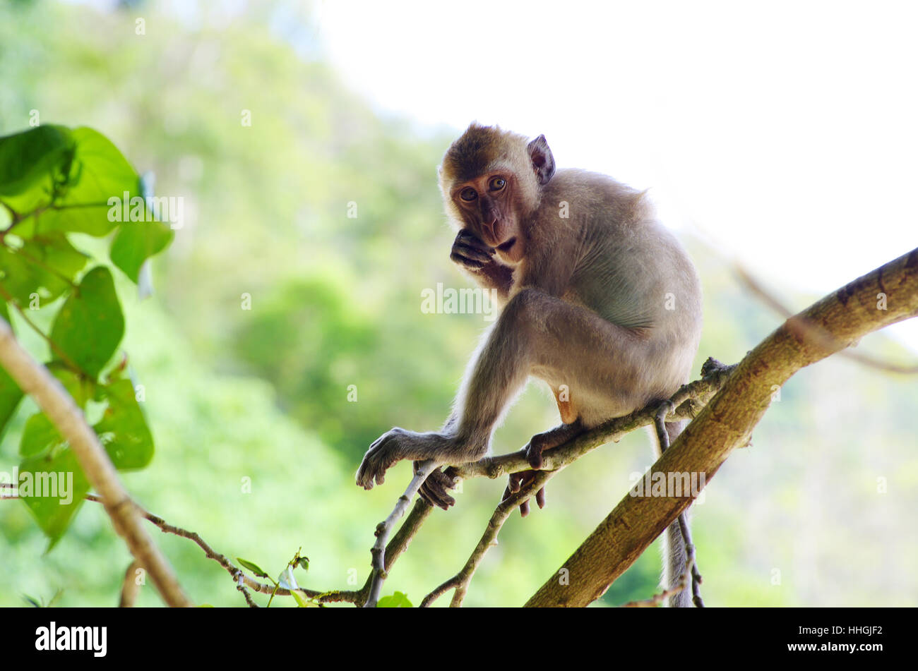 female, animal, face, sad, monkey, indonesia, small, tiny, little ...