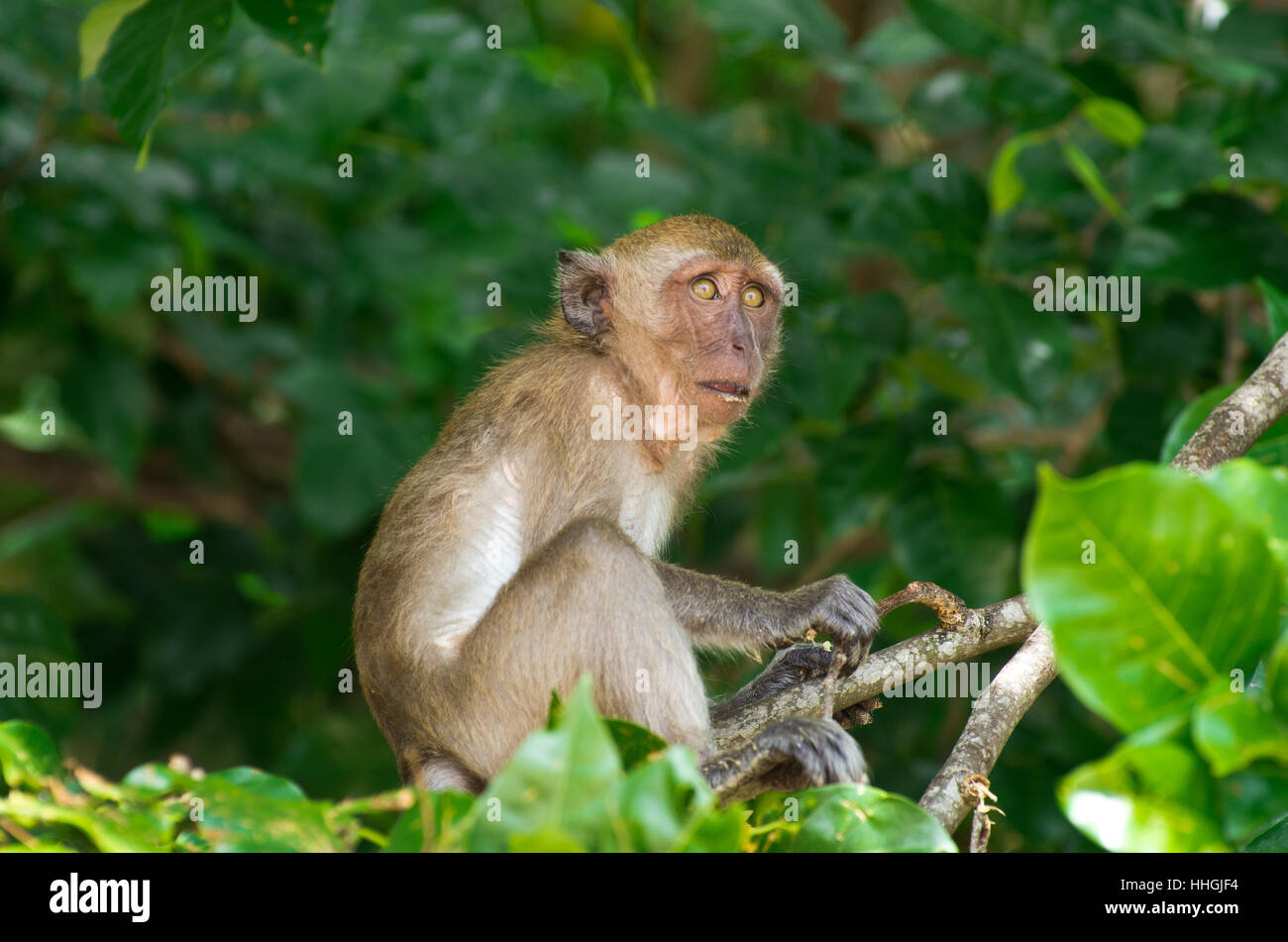 female, animal, face, sad, monkey, indonesia, small, tiny, little ...