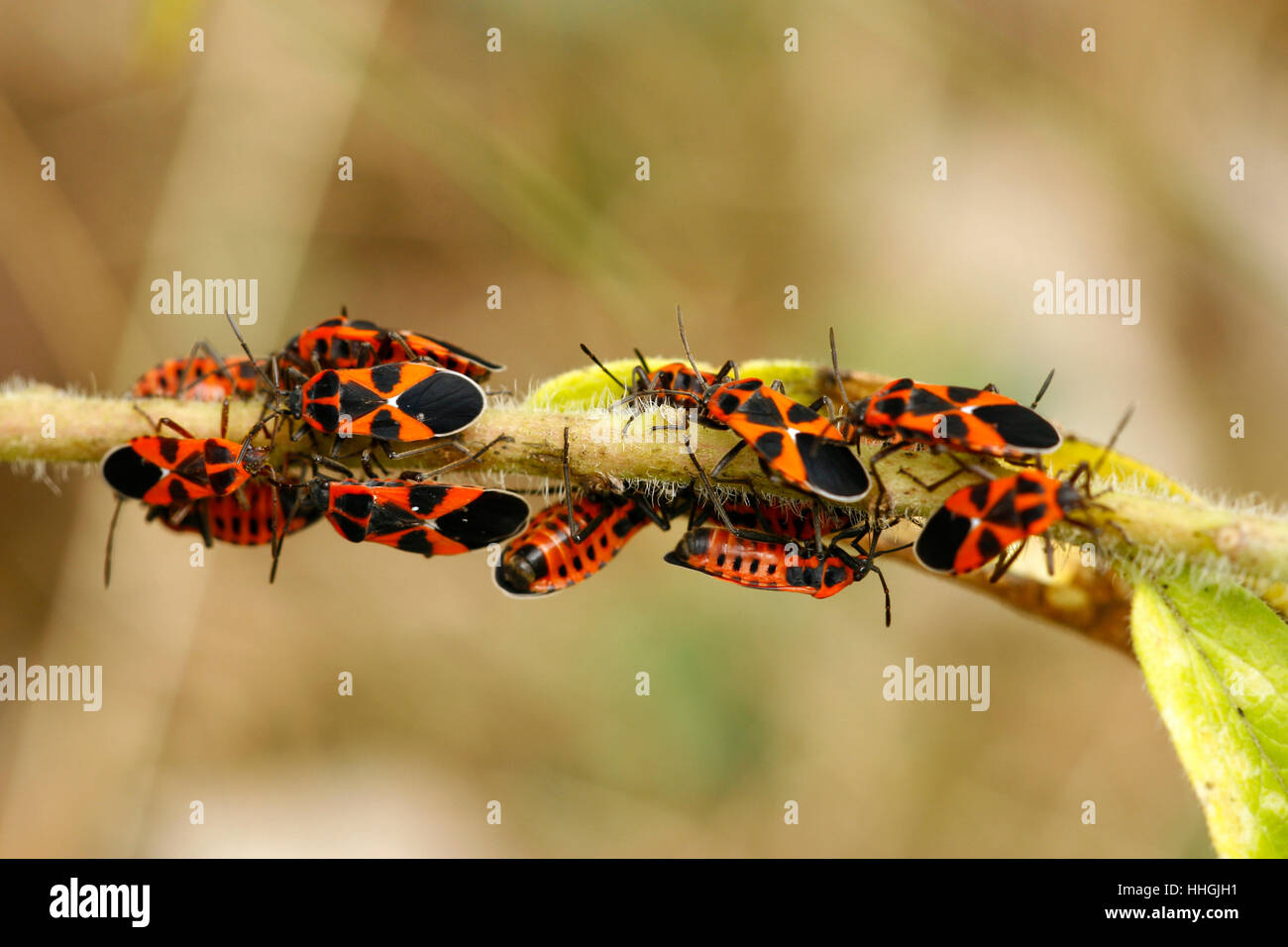 beetle, bugs, mating, mate, insect, beetle, bugs, mating, mate ...