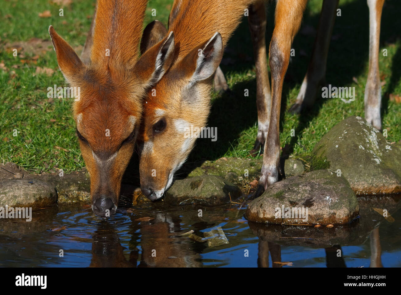 drink, drinking, bibs, animal, mammal, fauna, africa, swamp, cow ...