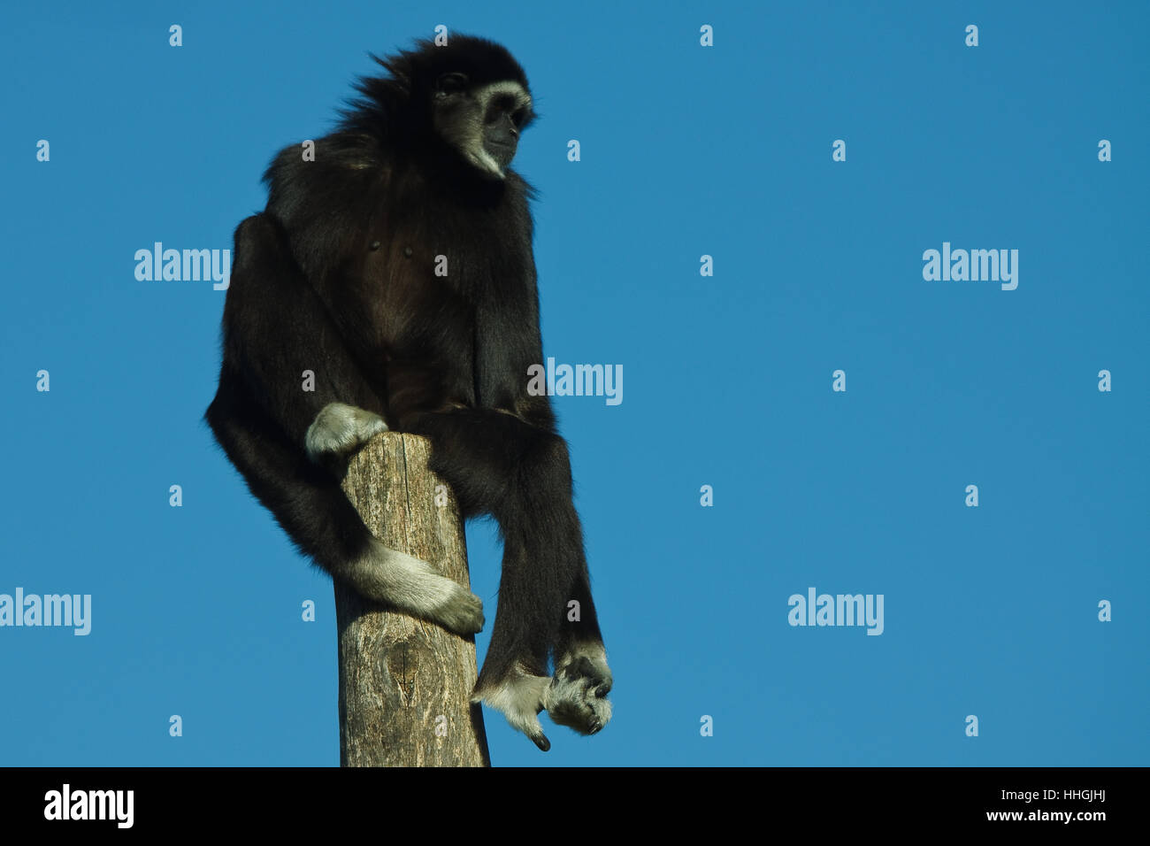 monkey, gibbon, put, sitting, sit, watching, observe, watch, break ...