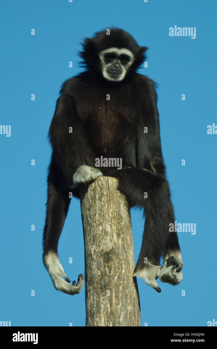 Gibbon watching hi-res stock photography and images - Alamy