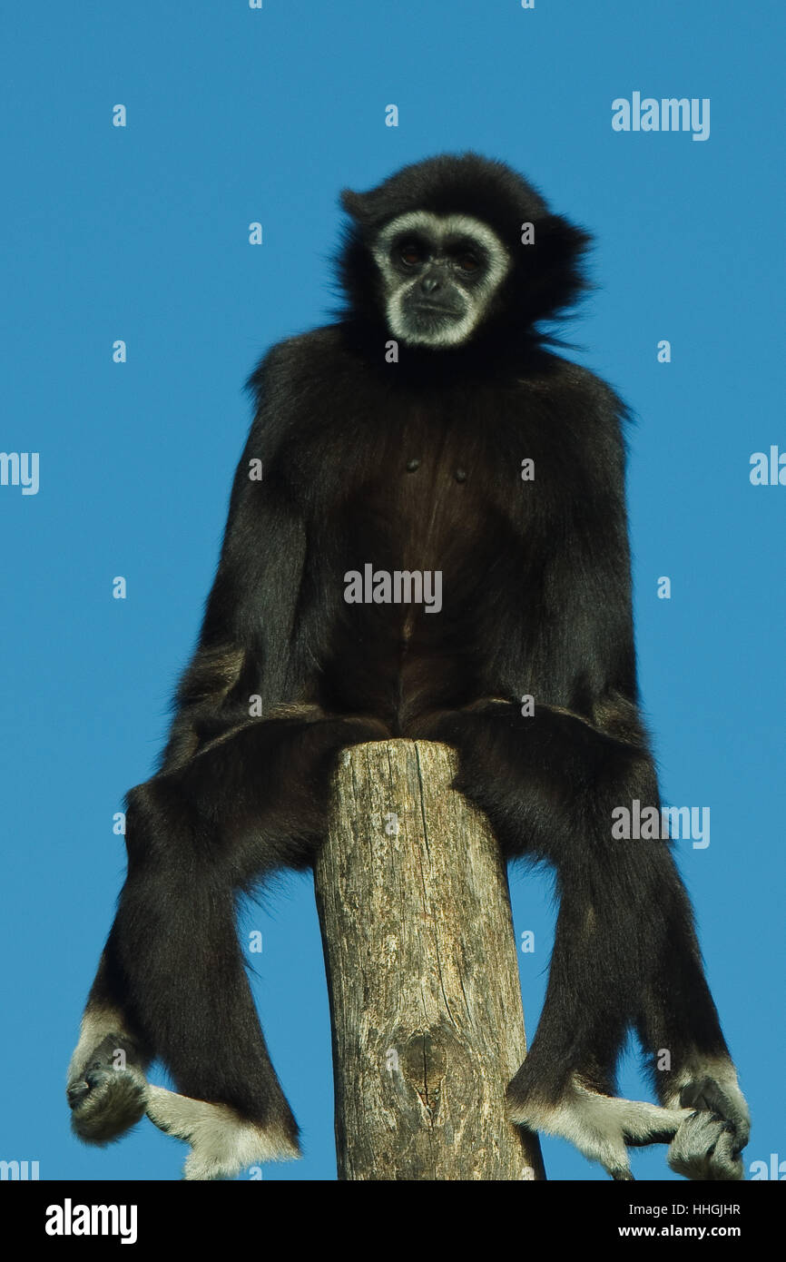 Gibbon watching hi-res stock photography and images - Alamy