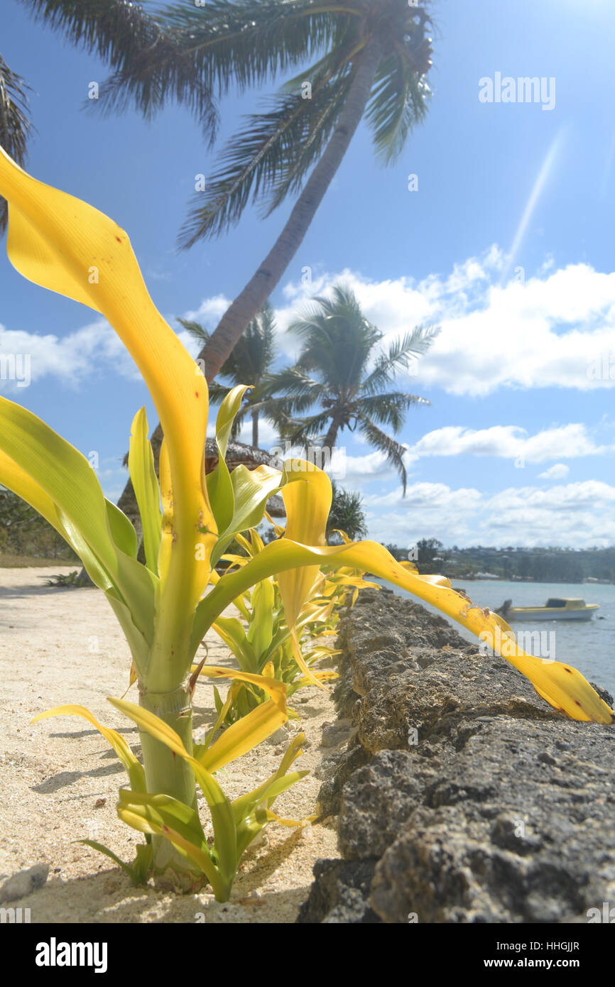 Vanuatu beach hi-res stock photography and images - Alamy