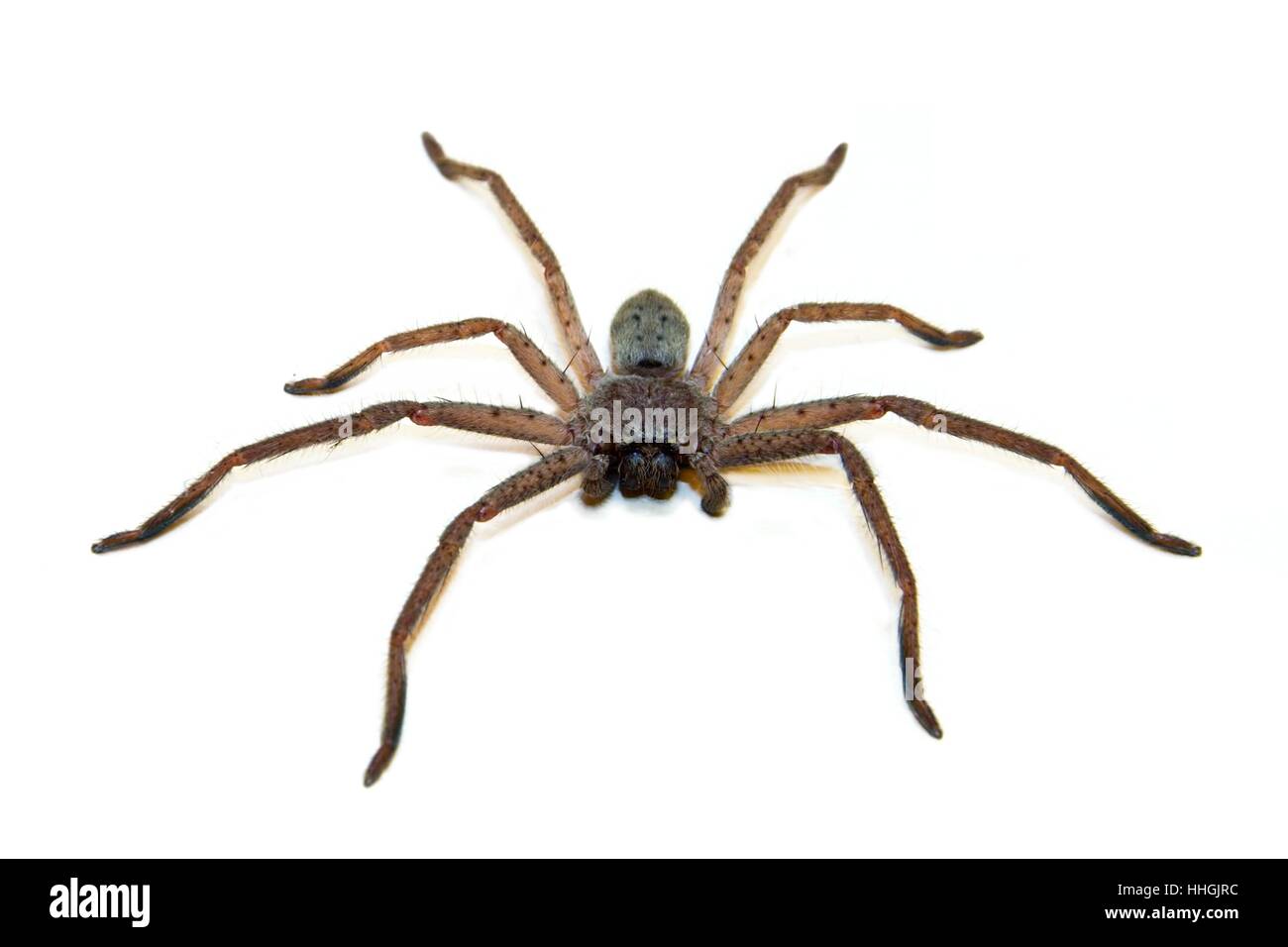Wild huntsman Cut Out Stock Images & Pictures - Alamy