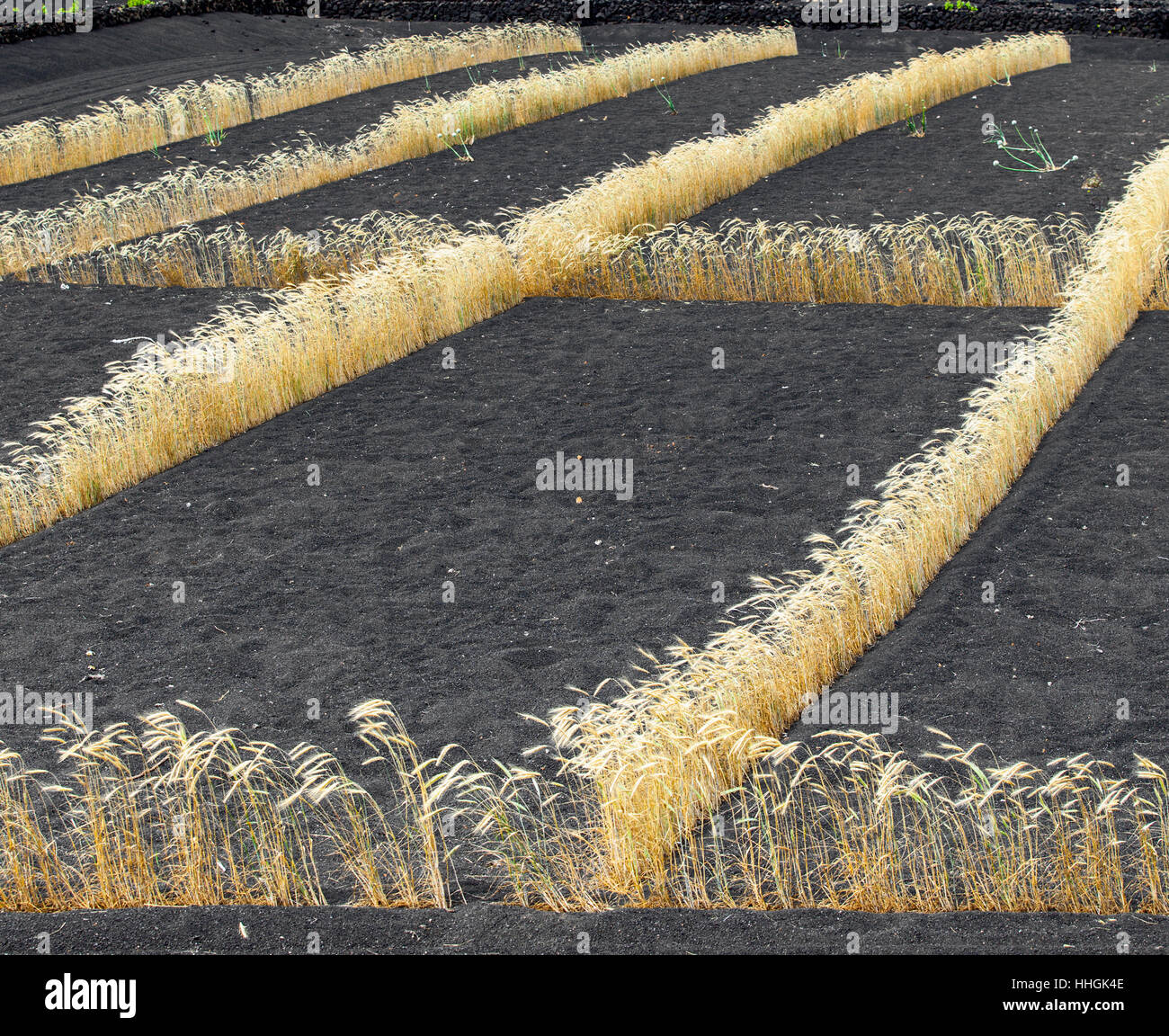 ground, soil, earth, humus, agriculture, farming, spain, lava ...