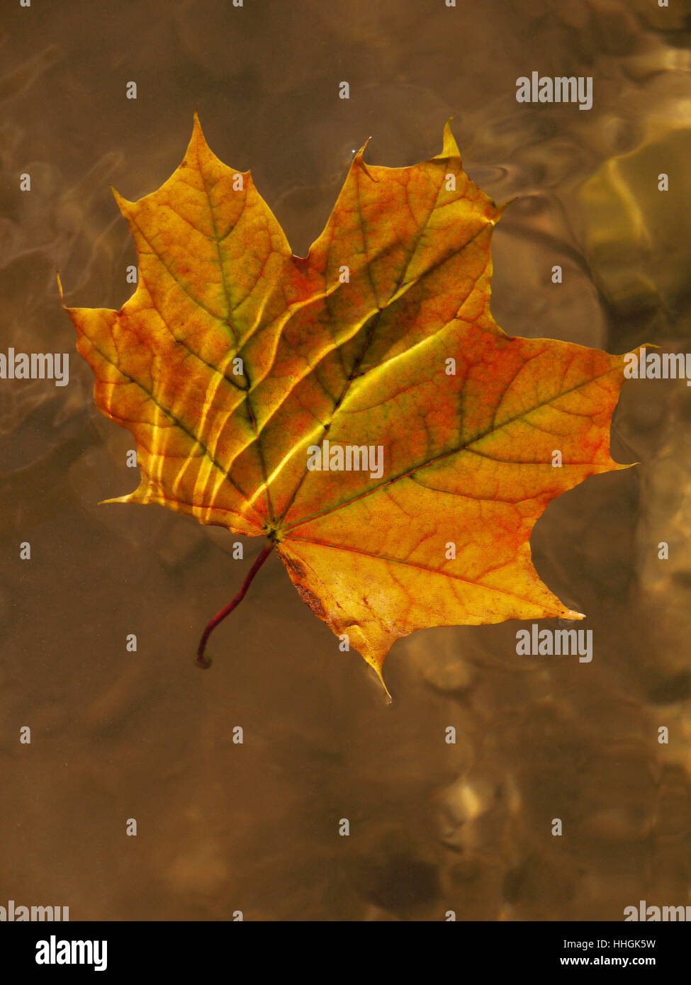 leaf, autumnal, golden, salt water, sea, ocean, water, single, fall ...