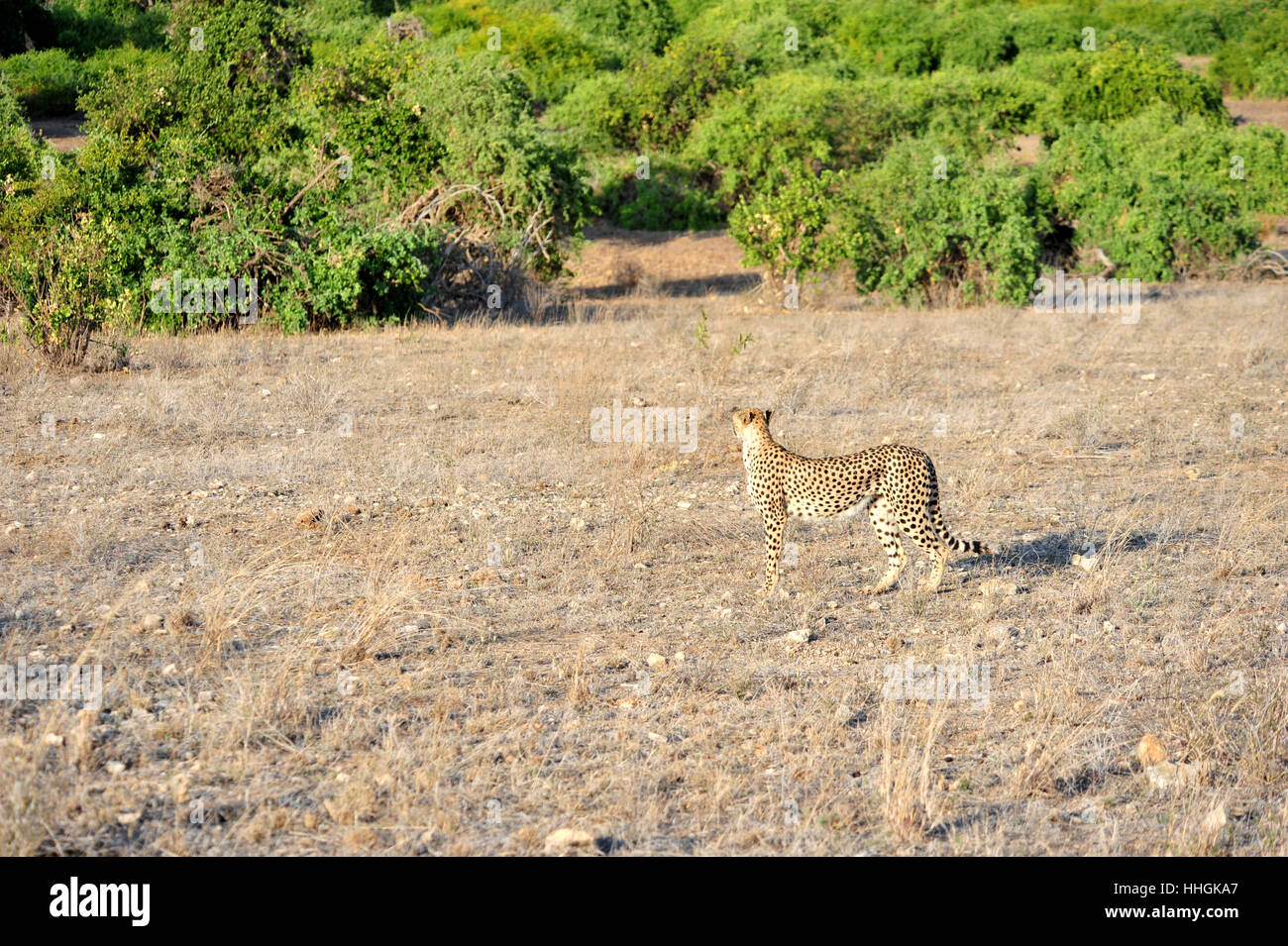 Noble animal hi-res stock photography and images - Alamy