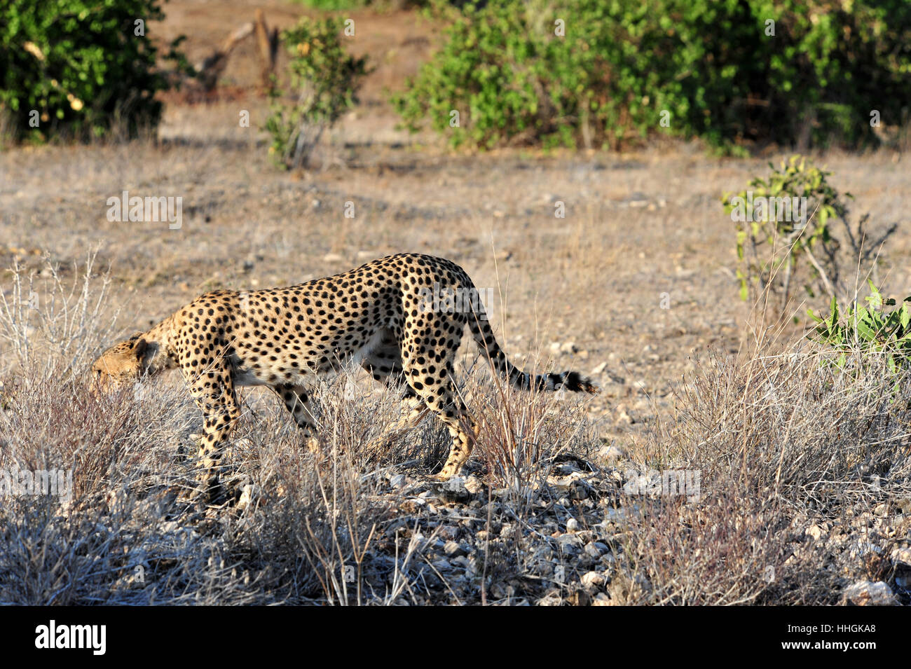 africa, savannah, predator, safari, cat, big cat, feline predator ...