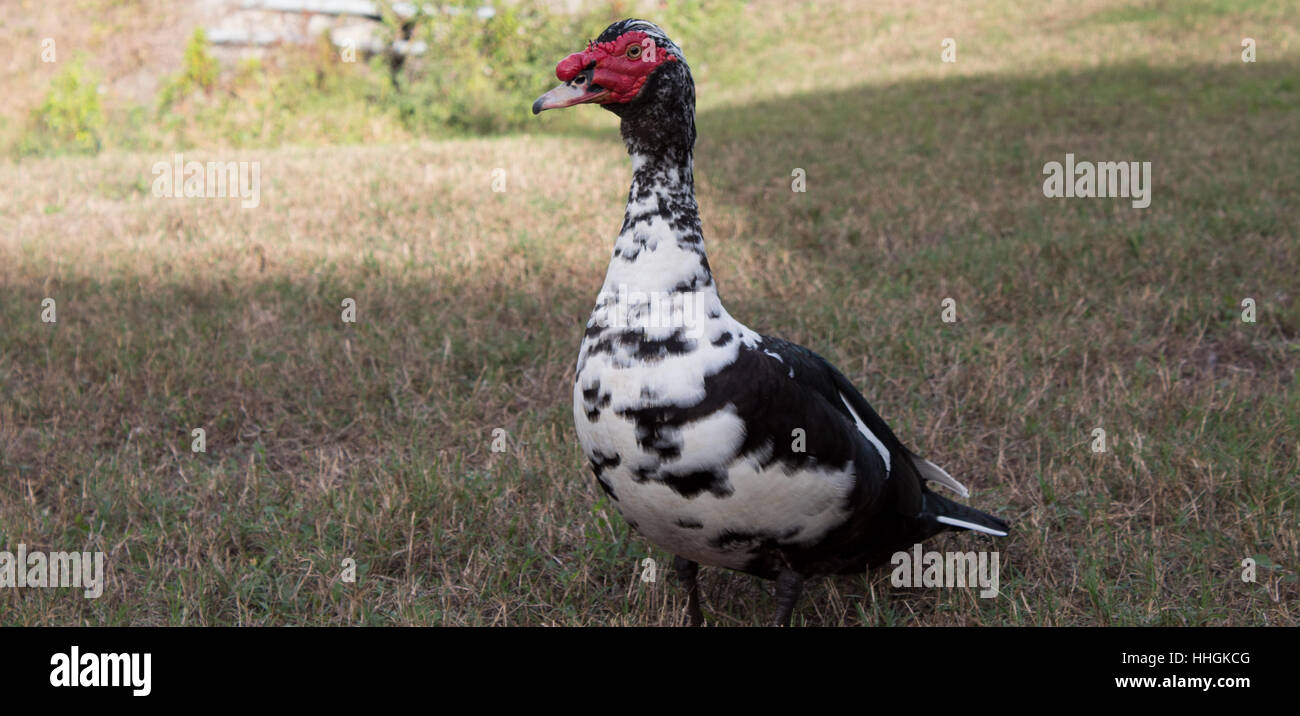 Beautiful white duck walk hi-res stock photography and images - Alamy