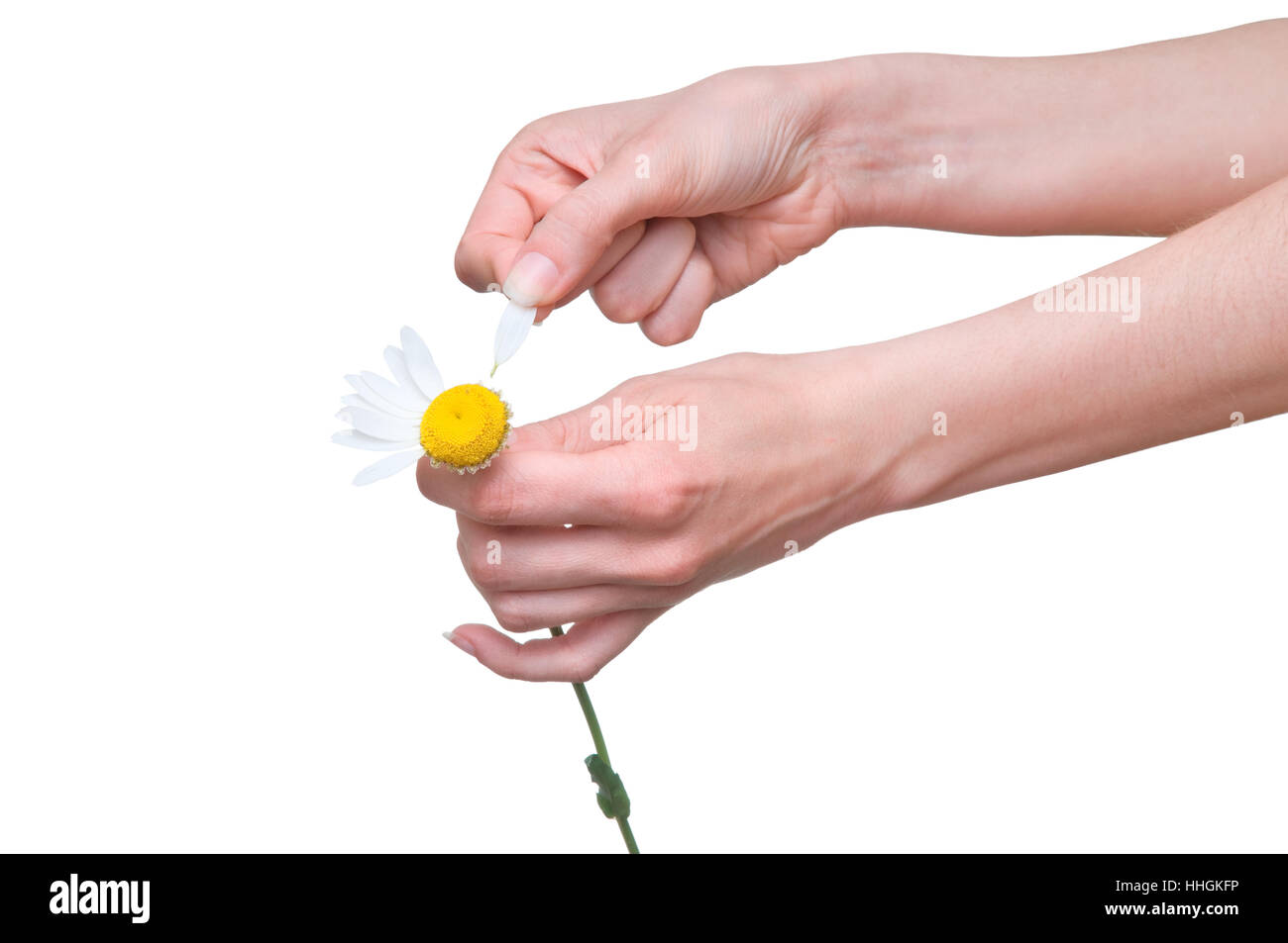 hand, female, flower, plant, bloom, blossom, flourish, flourishing ...
