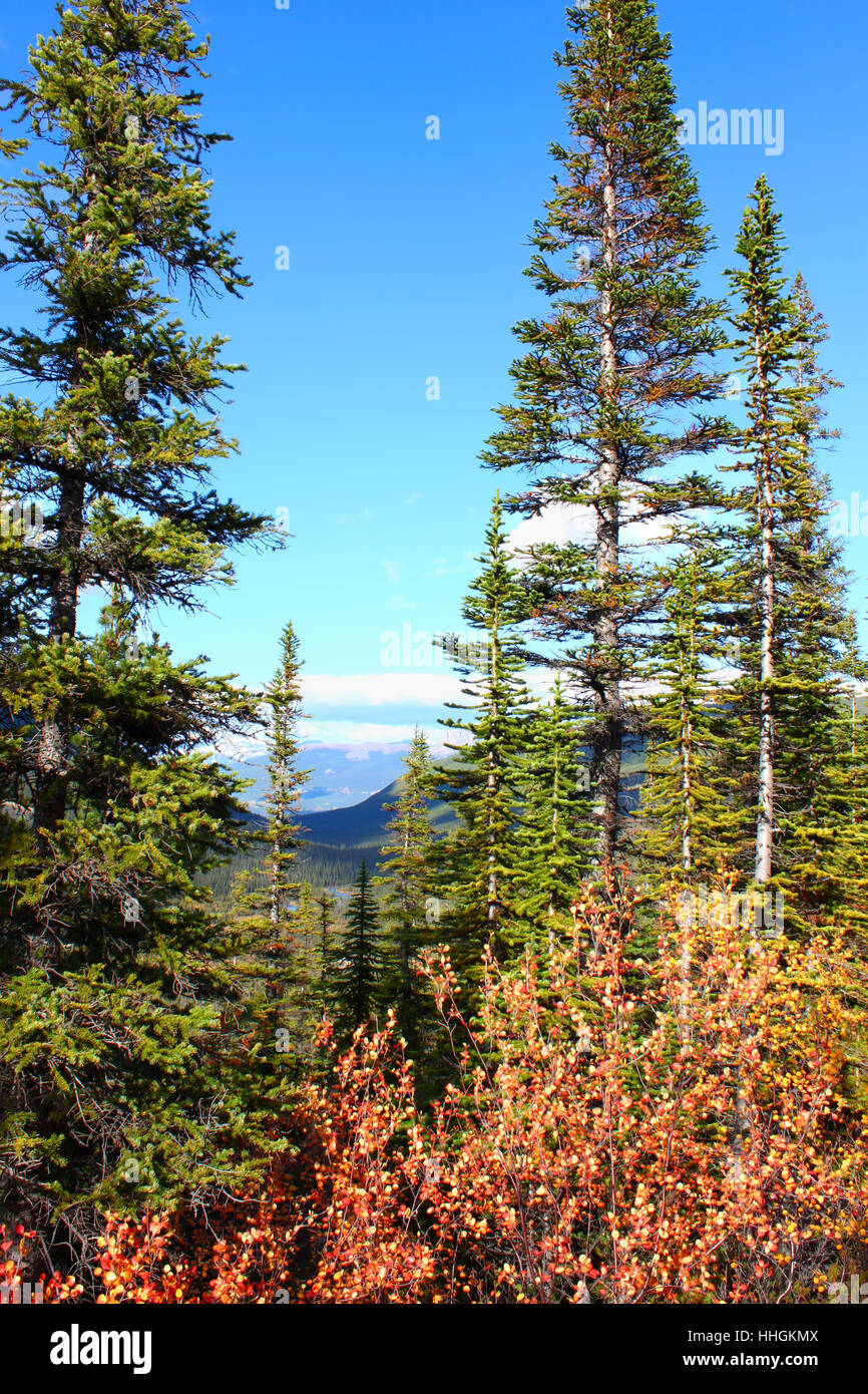 park, canada, woods, national, scenery, countryside, nature, forest ...