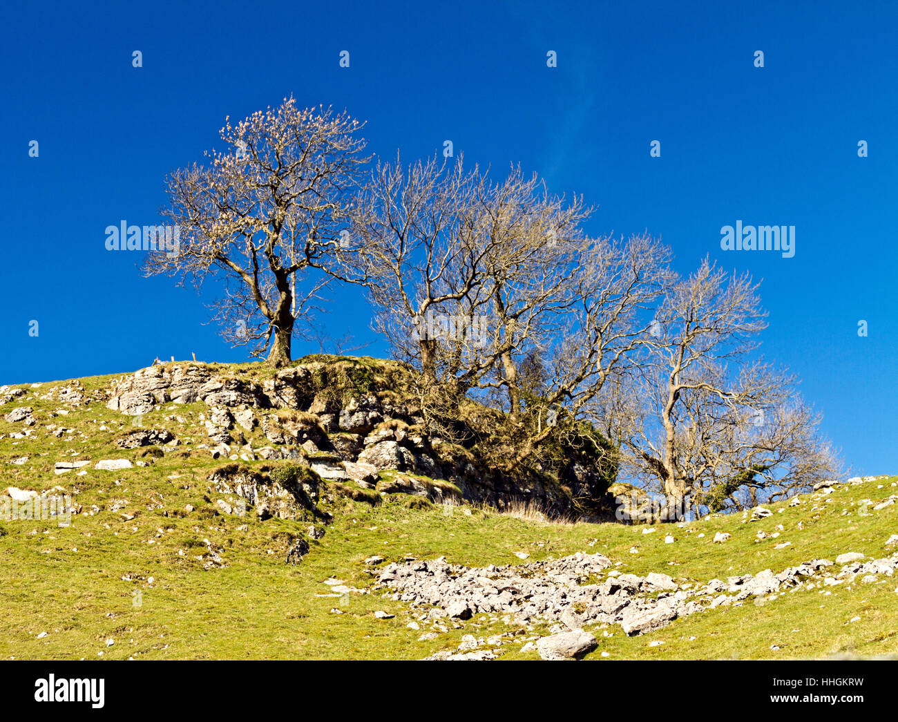 tree, trees, rocks, blue, leaf, tree, trees, hill, leaves, rock ...