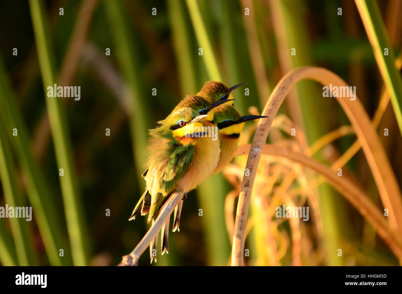 The Bee Eater Bird Stock Photo - Alamy