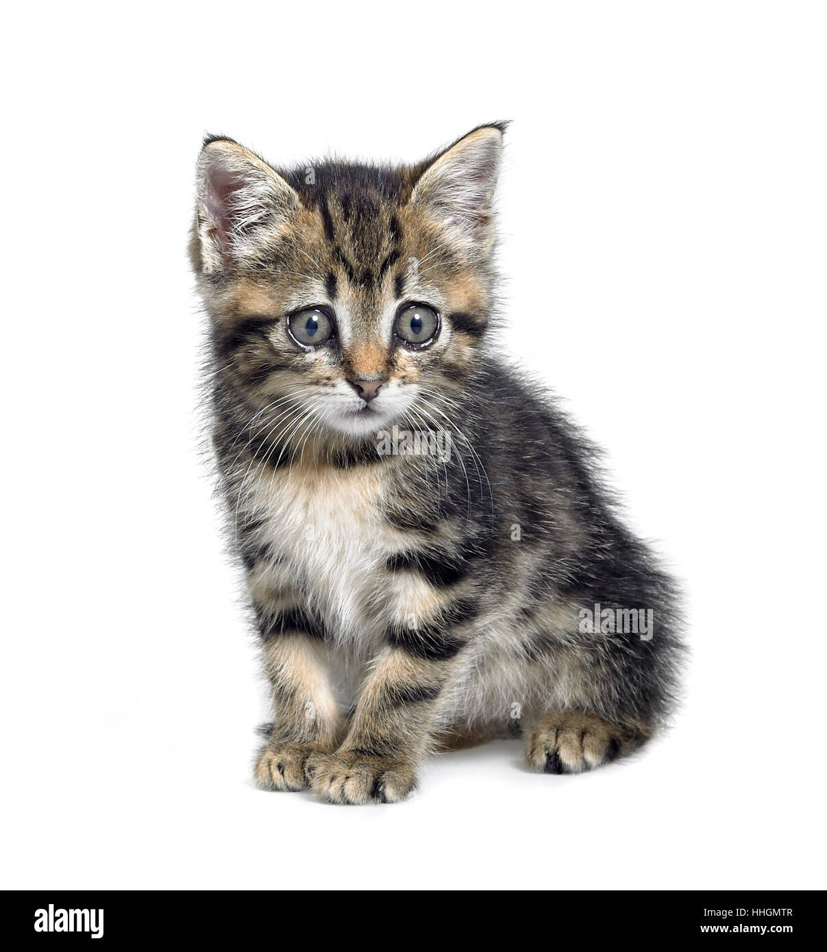 Kitten Studio Photography