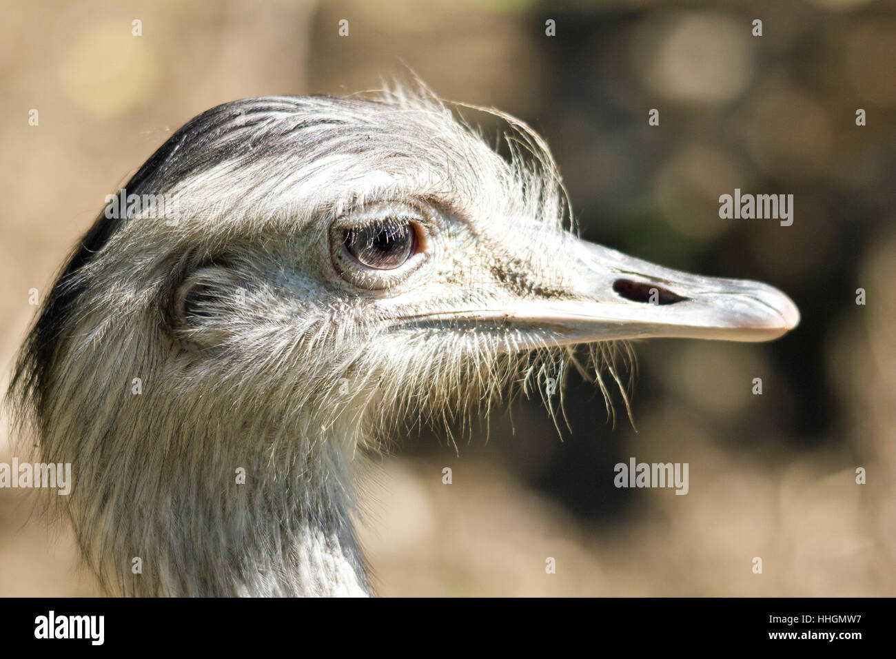 bird, birds, beak, ostrich, beaks, emu, fly, flies, flys, flying ...