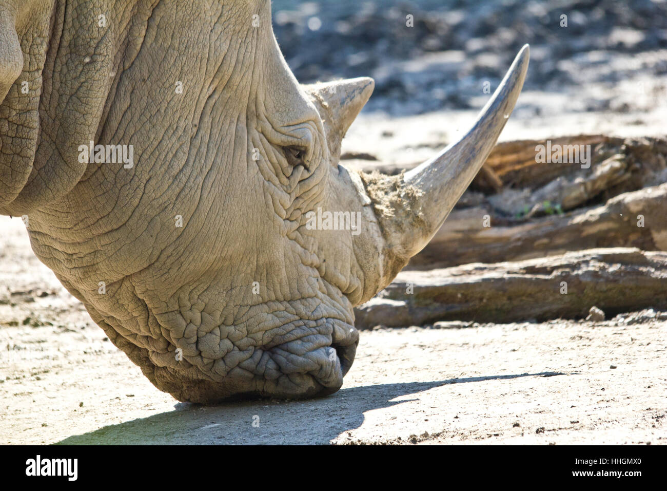 horn, ears, steppe, to gorge, engulf, devour, sands, sand, rhino ...
