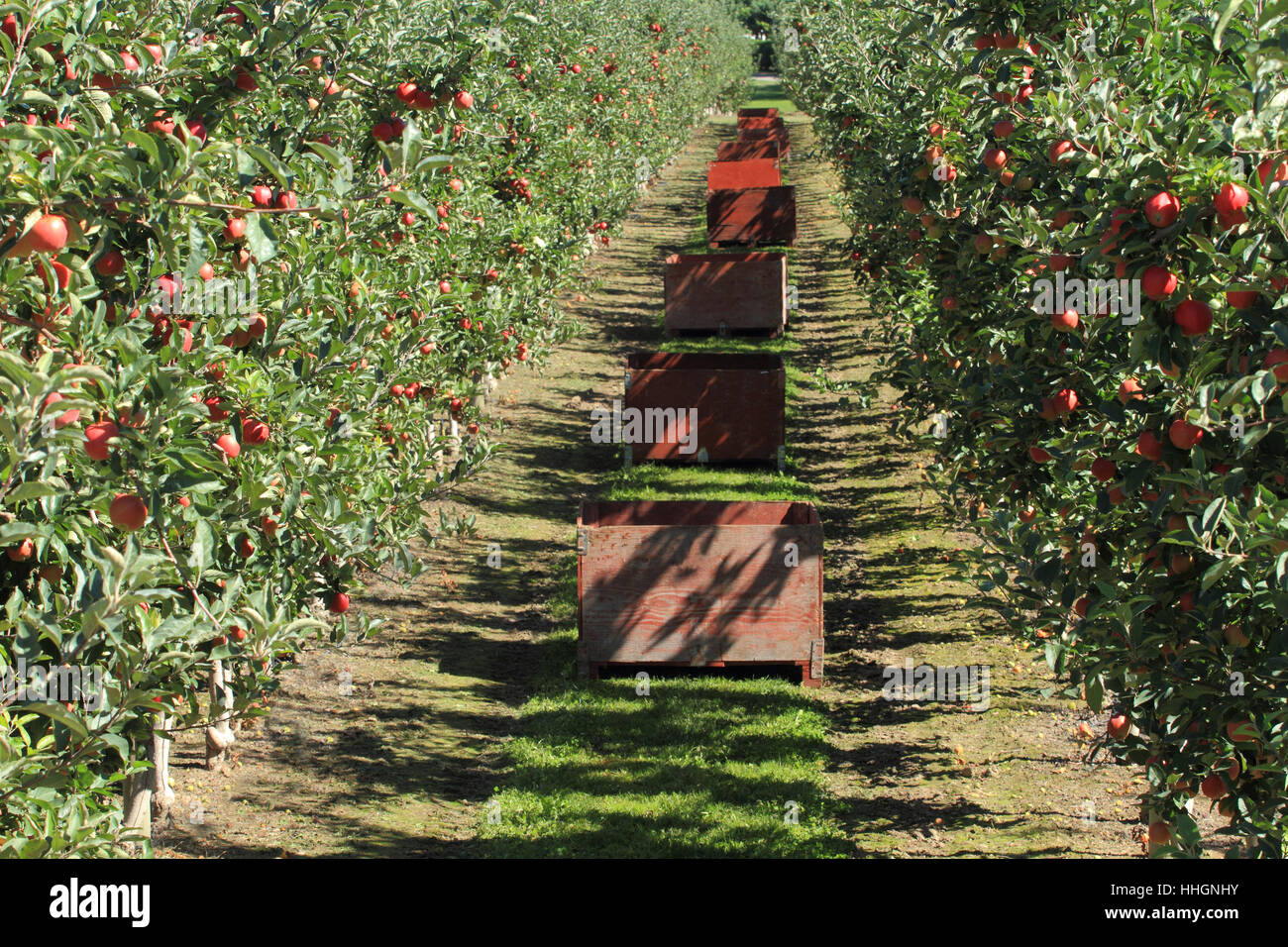 tree, trees, agriculture, farming, fruit, apples, apple, orchard, food ...