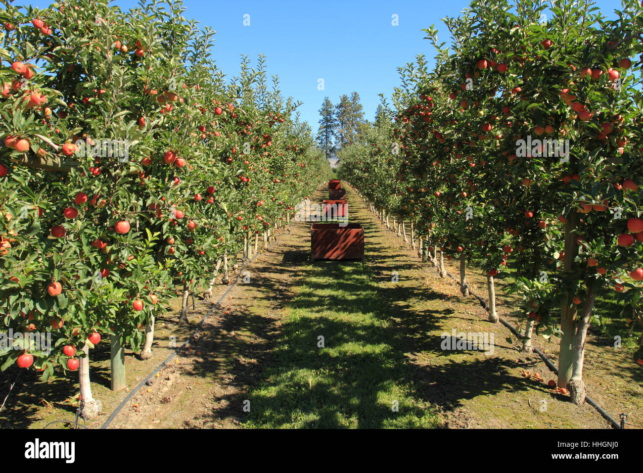 tree, trees, agriculture, farming, fruit, apples, apple, orchard, food ...